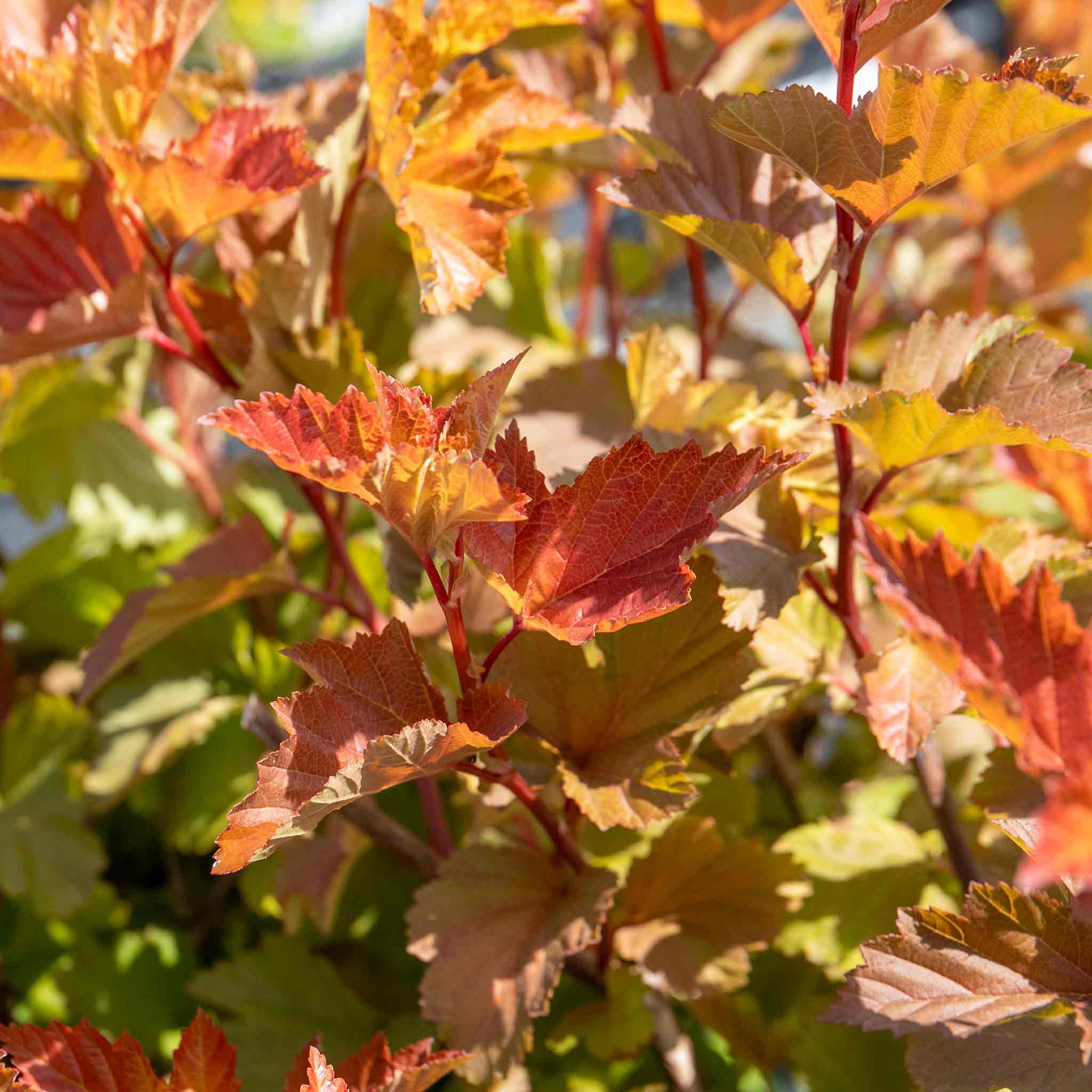 Physocarpus Plant 'Magic Ball' | Marshalls Garden