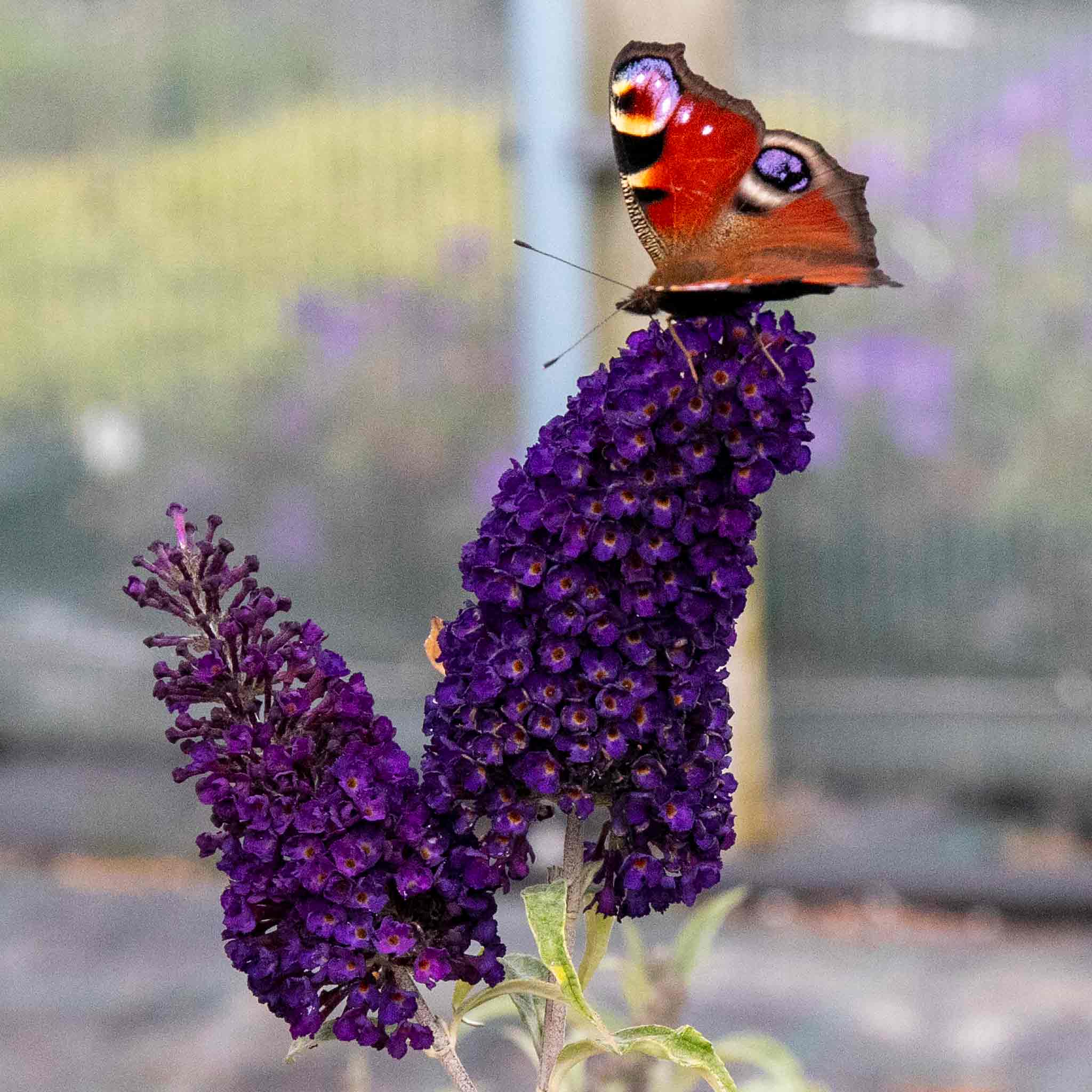 Buddleja Plant 'Davidii Black Knight' | Marshalls Garden
