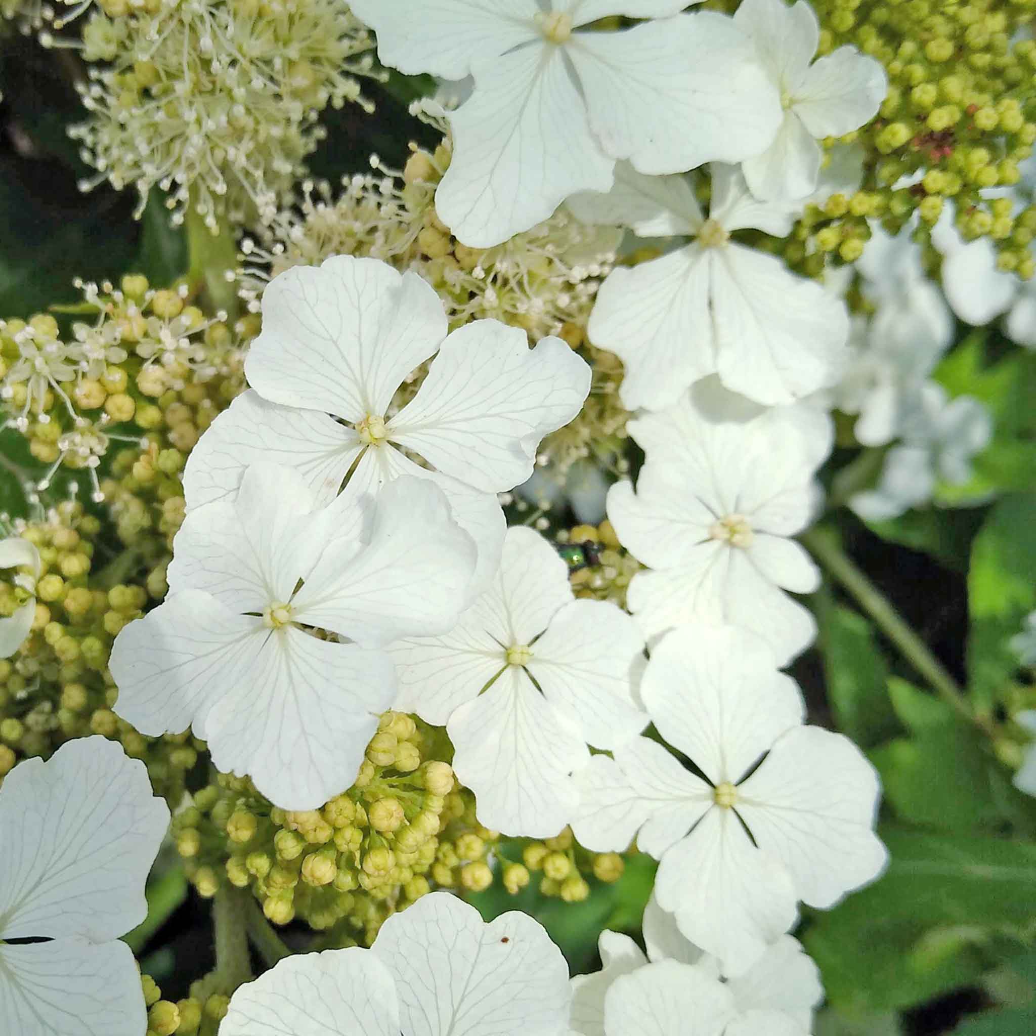 Hydrangea querc. Plant 'Ice Crystal'® | Marshalls Garden