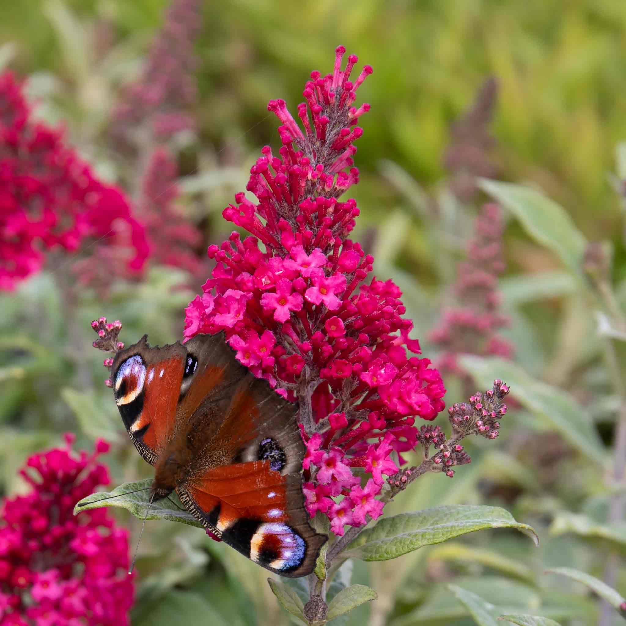 Buddleja Plant 'Butterfly Candy Little Ruby' | Marshalls Garden