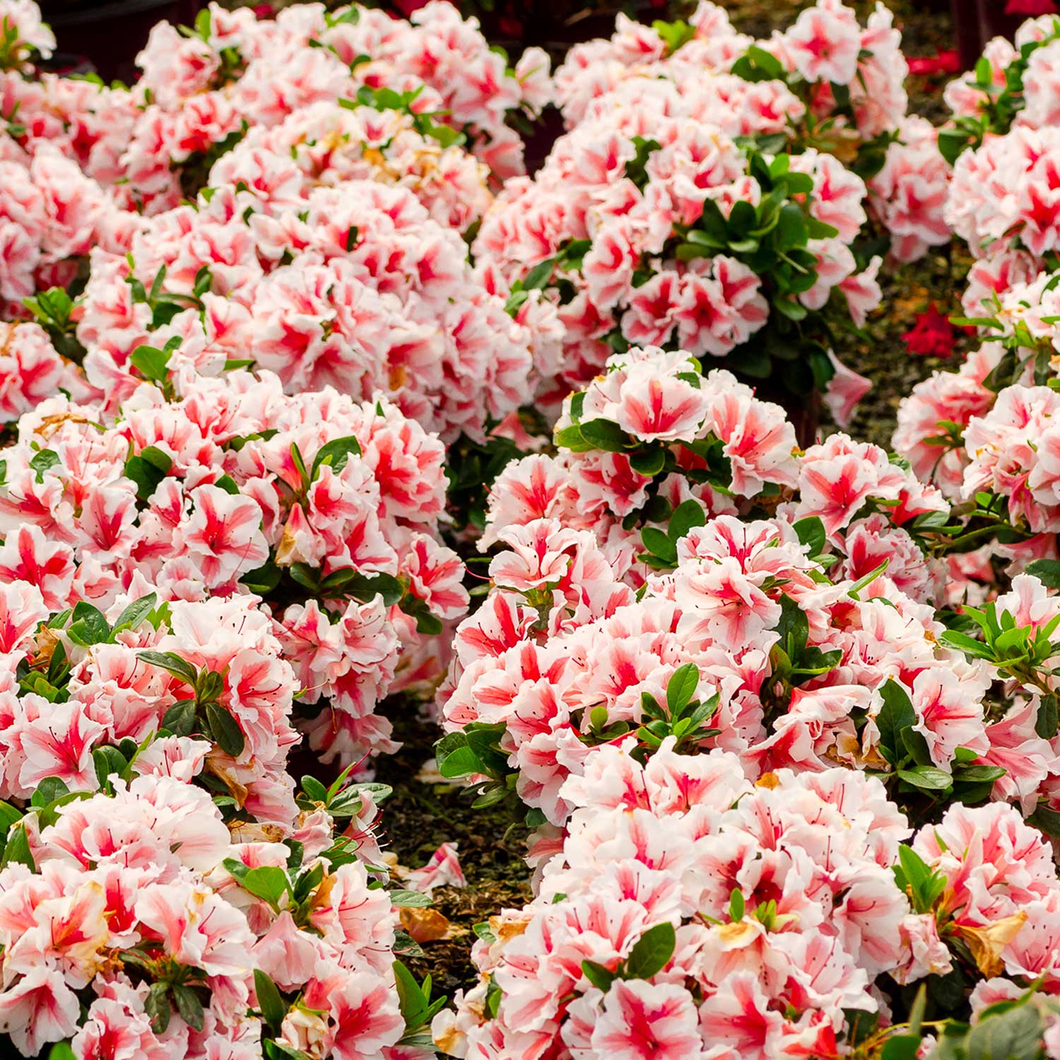 Azalea Encore Plant 'Autumn Starburst' | Marshalls Garden