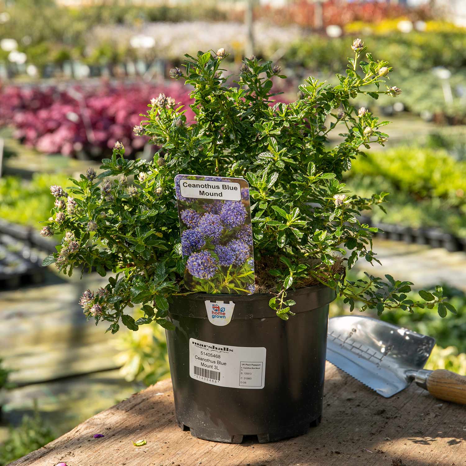 Ceanothus Blue Mound 3Ltr Plant | Buy Ceanothus Plants Online ...