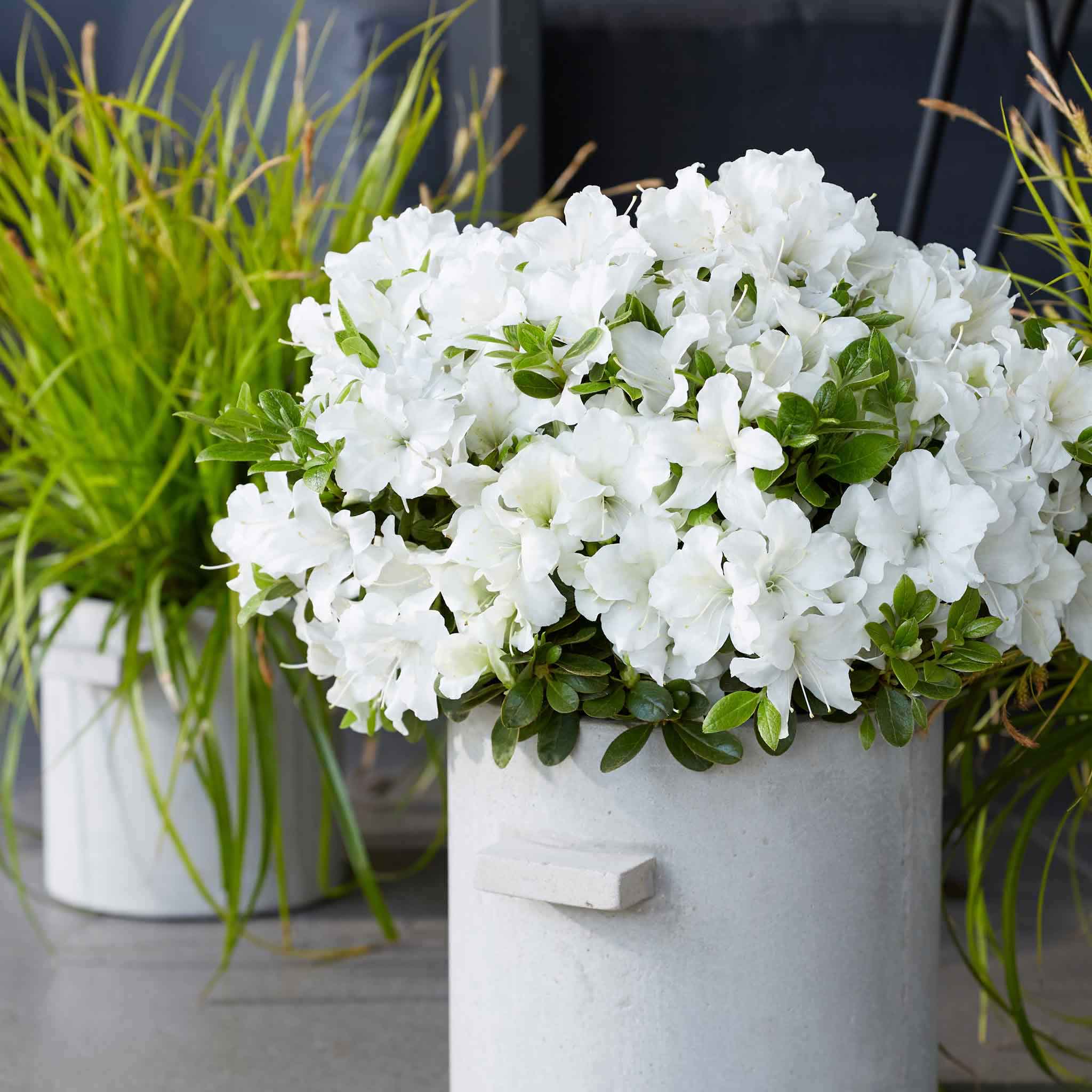 Azalea Plant 'Encore Pure White' | Marshalls Garden