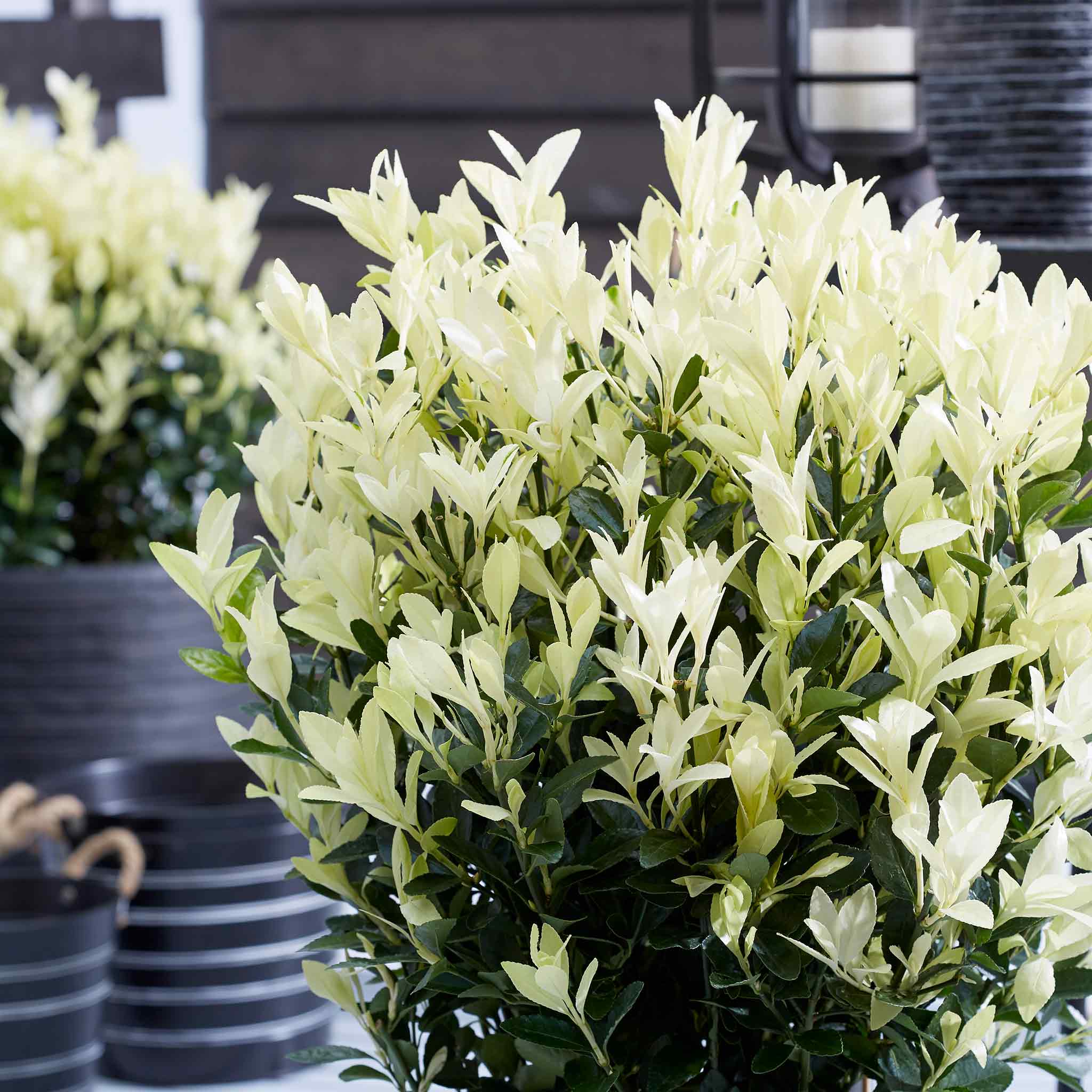 Euonymus Plant 'Himalaya' | Marshalls Garden