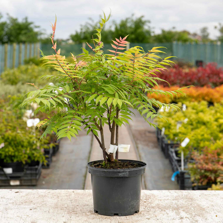 Sorbaria sorbifolia 'Sem' - 3 Ltr | Buy Sorbaria Plants Online ...