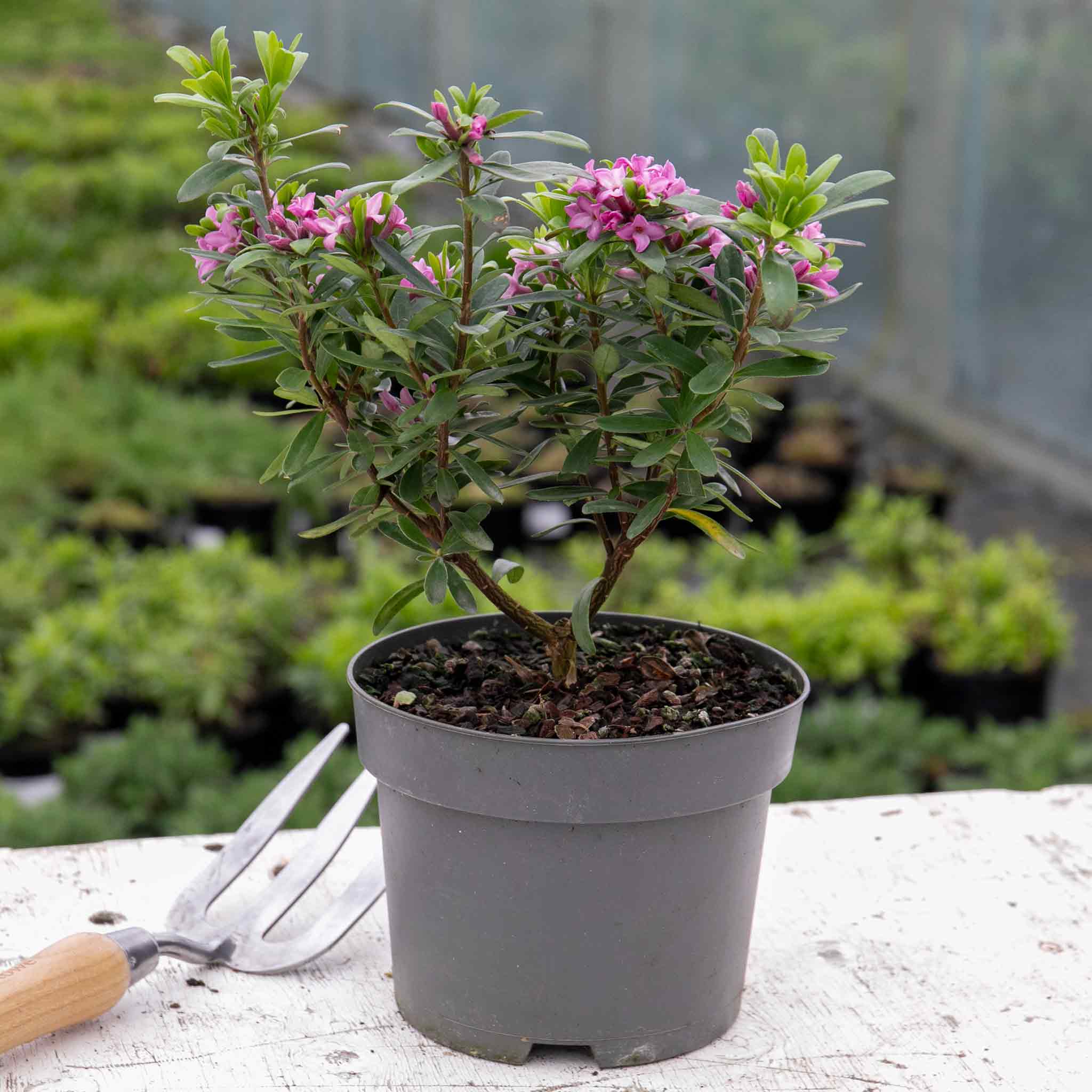 Buy Daphne Pink Fragrance Online | marshalls garden – Marshalls Garden