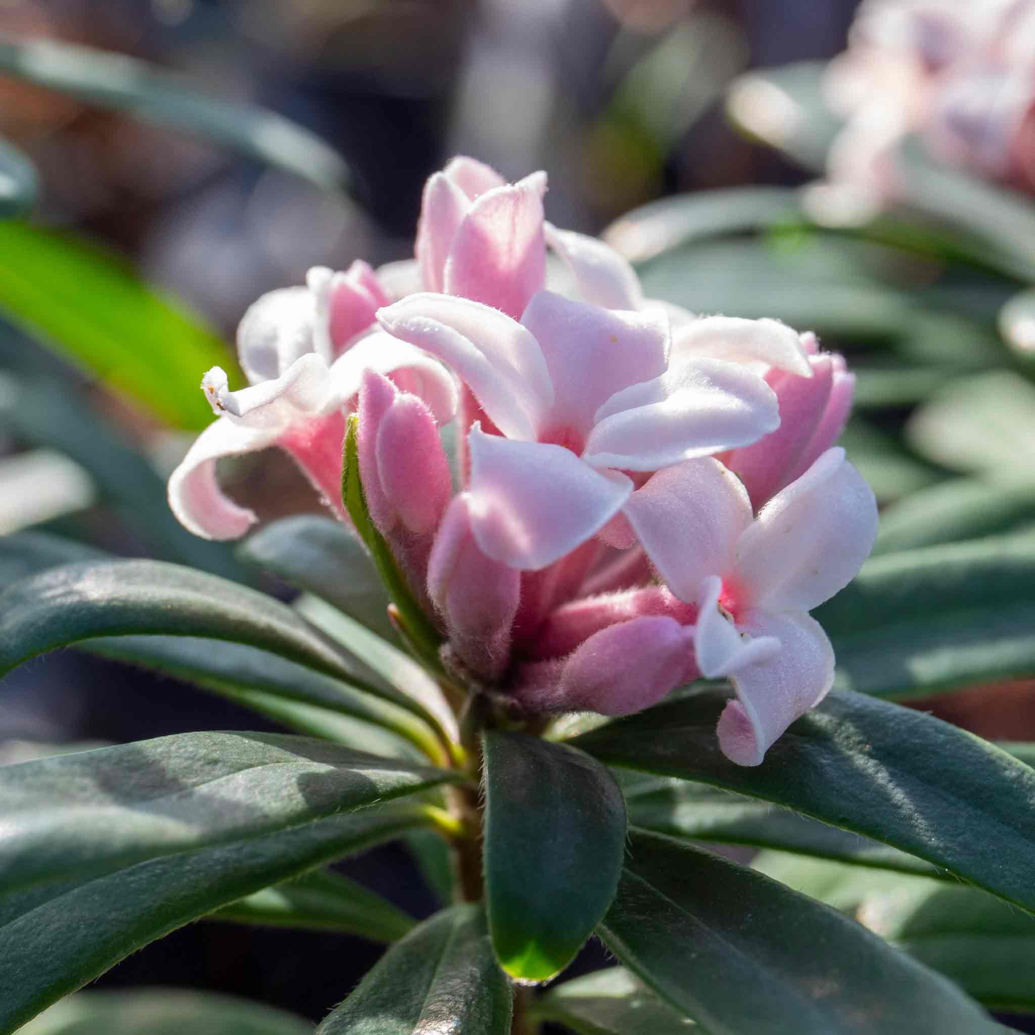 Daphne X Transatlantica Plant 'Eternal Fragrance' | Marshalls Garden