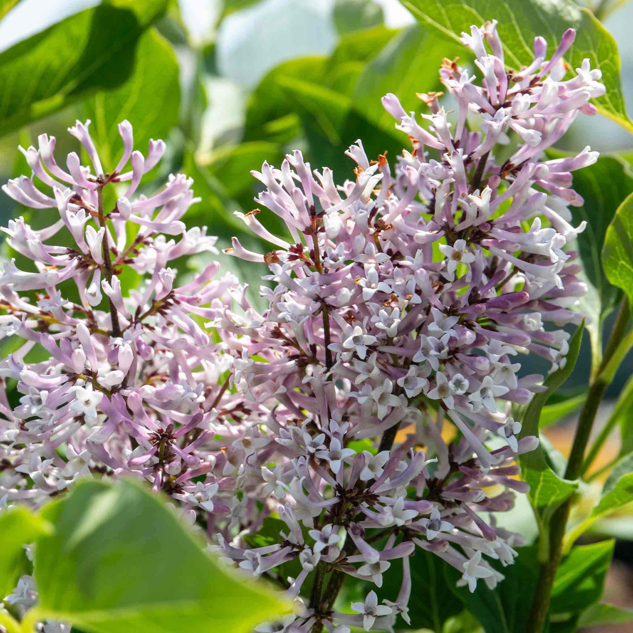 Syringa patula Plant 'Miss Kim' | Marshalls Garden