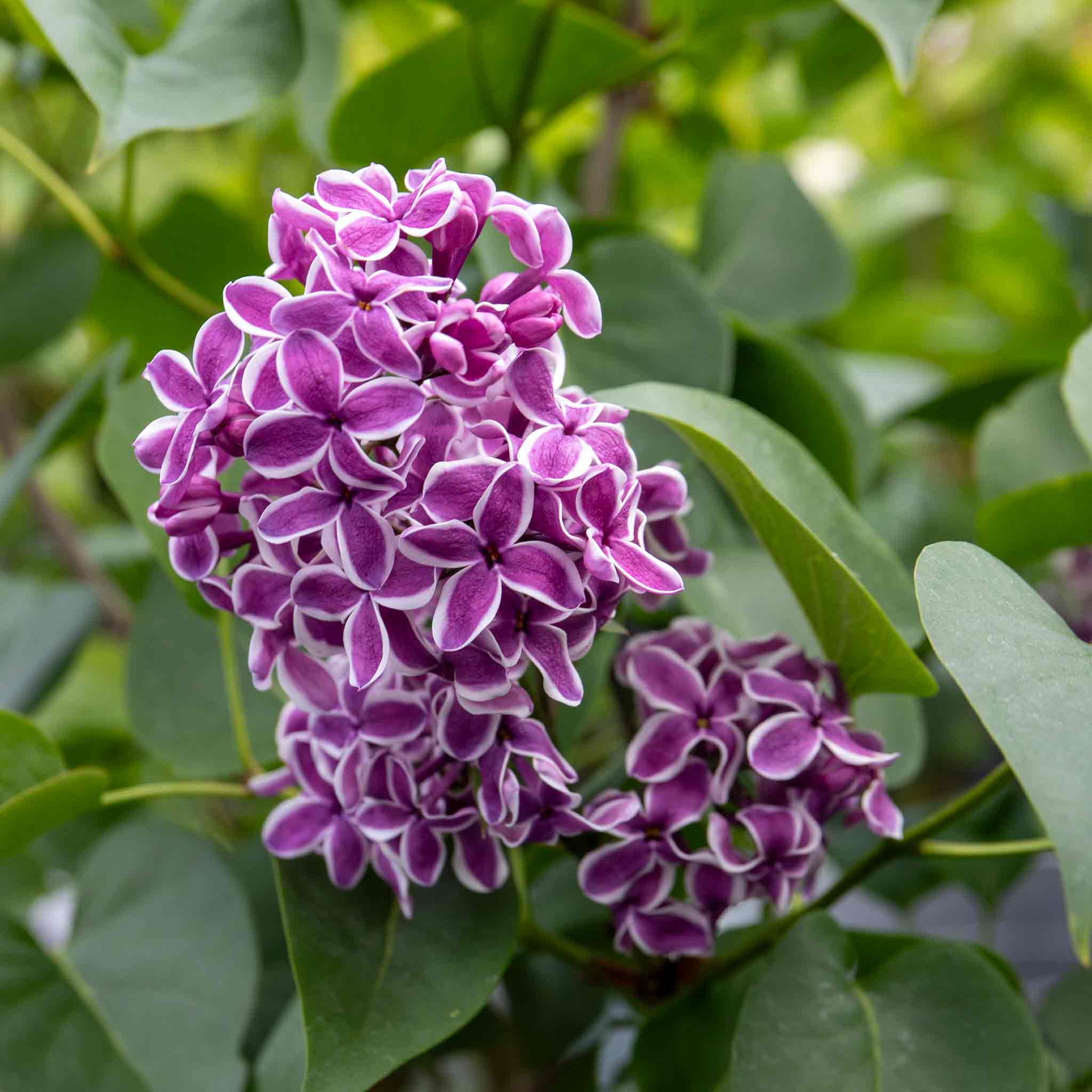 Syringa Plant 'Sensation' | Marshalls Garden