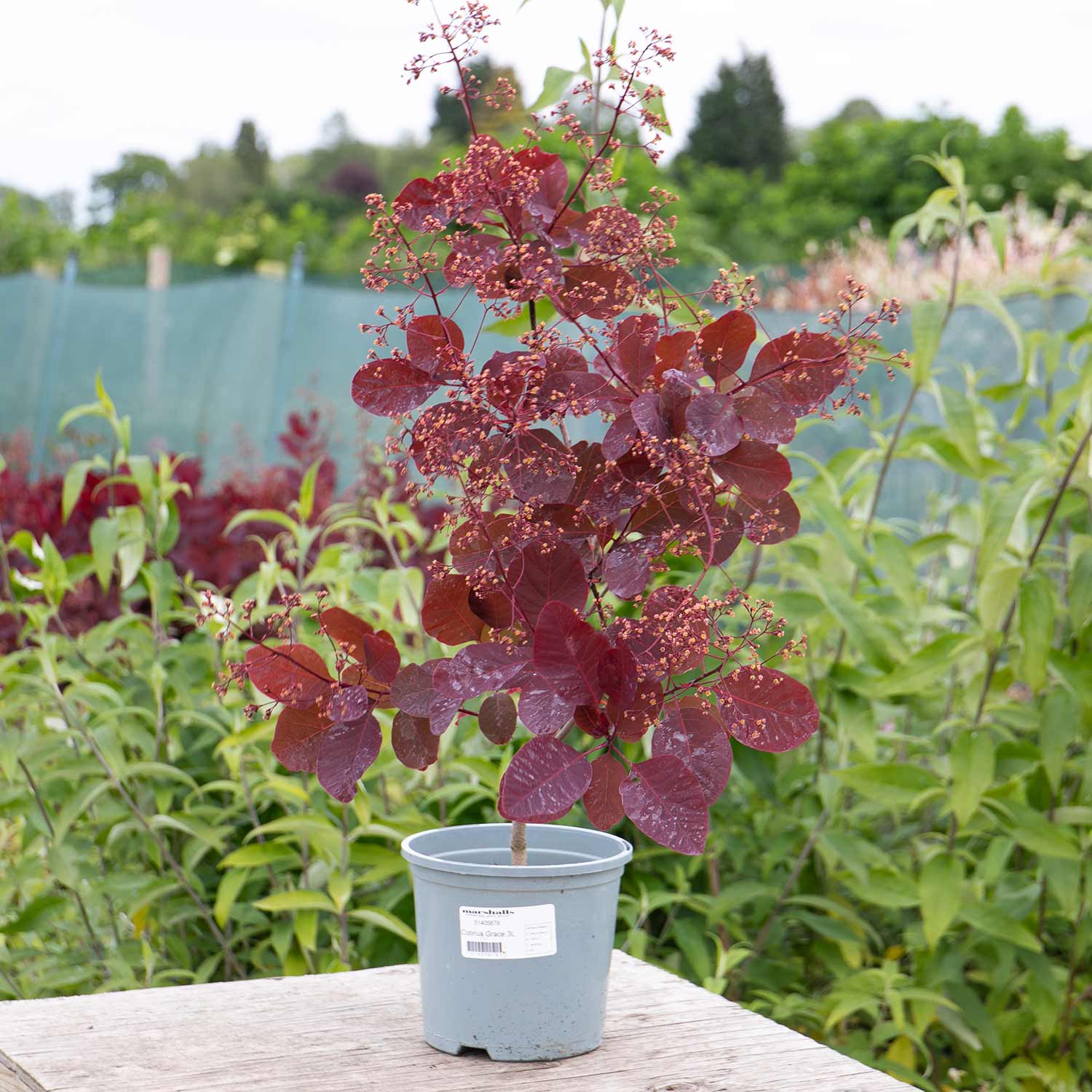 Cotinus 'Grace' - 3Ltr Plant | Buy Cotinus Plants Online | Cotinus ...