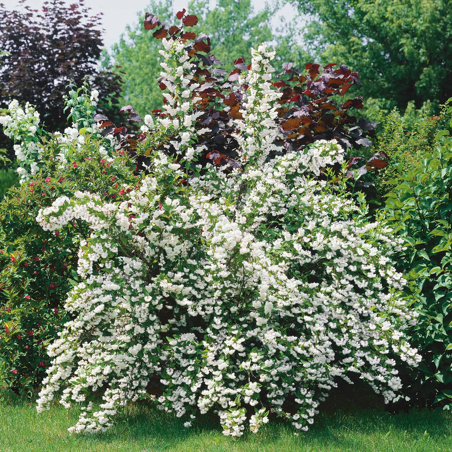 Deutzia 'Pride of Rochester' - 3Ltr Garden Ready Plant | Buy Deutzia ...