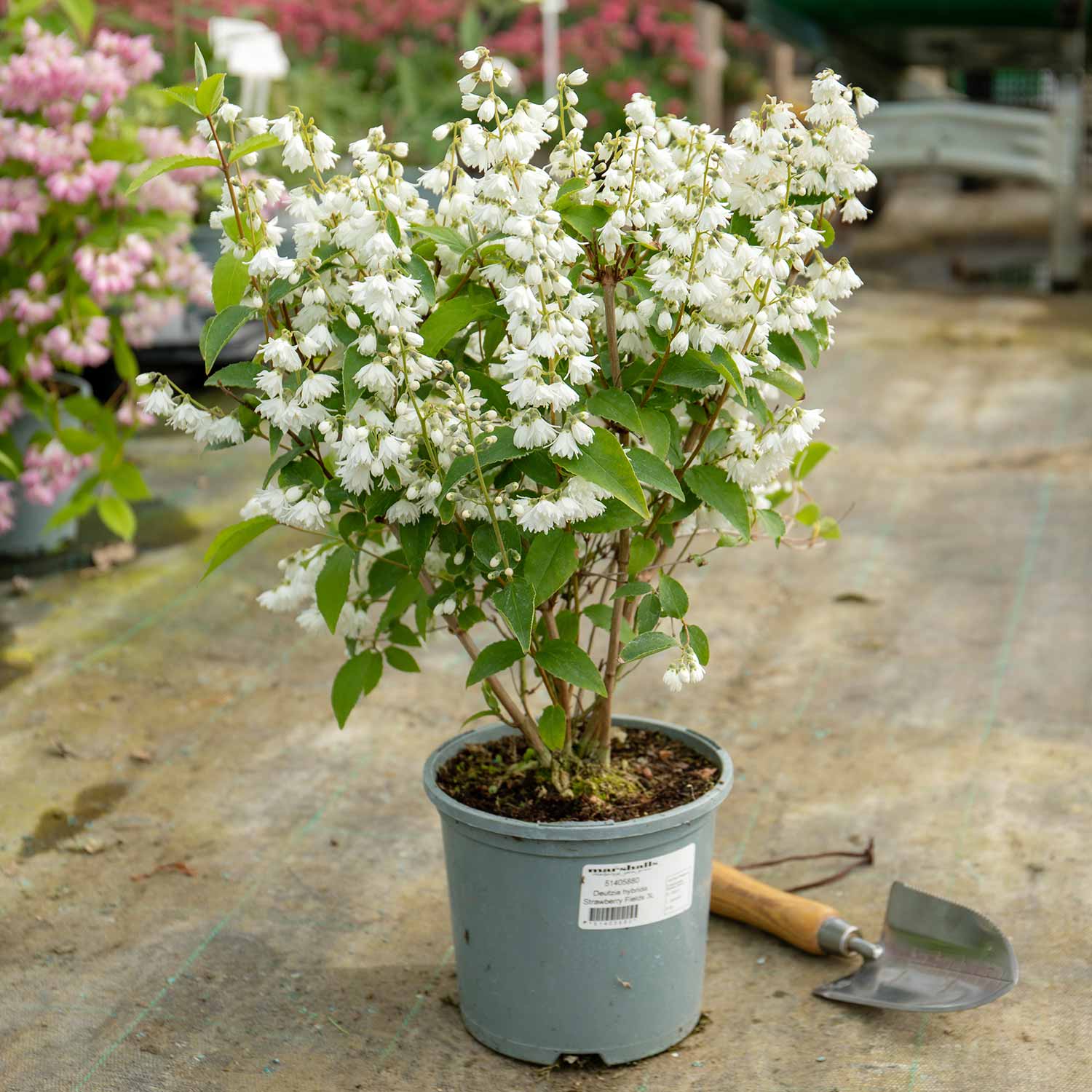 Deutzia 'Pride of Rochester' - 3Ltr Garden Ready Plant | Buy Deutzia ...