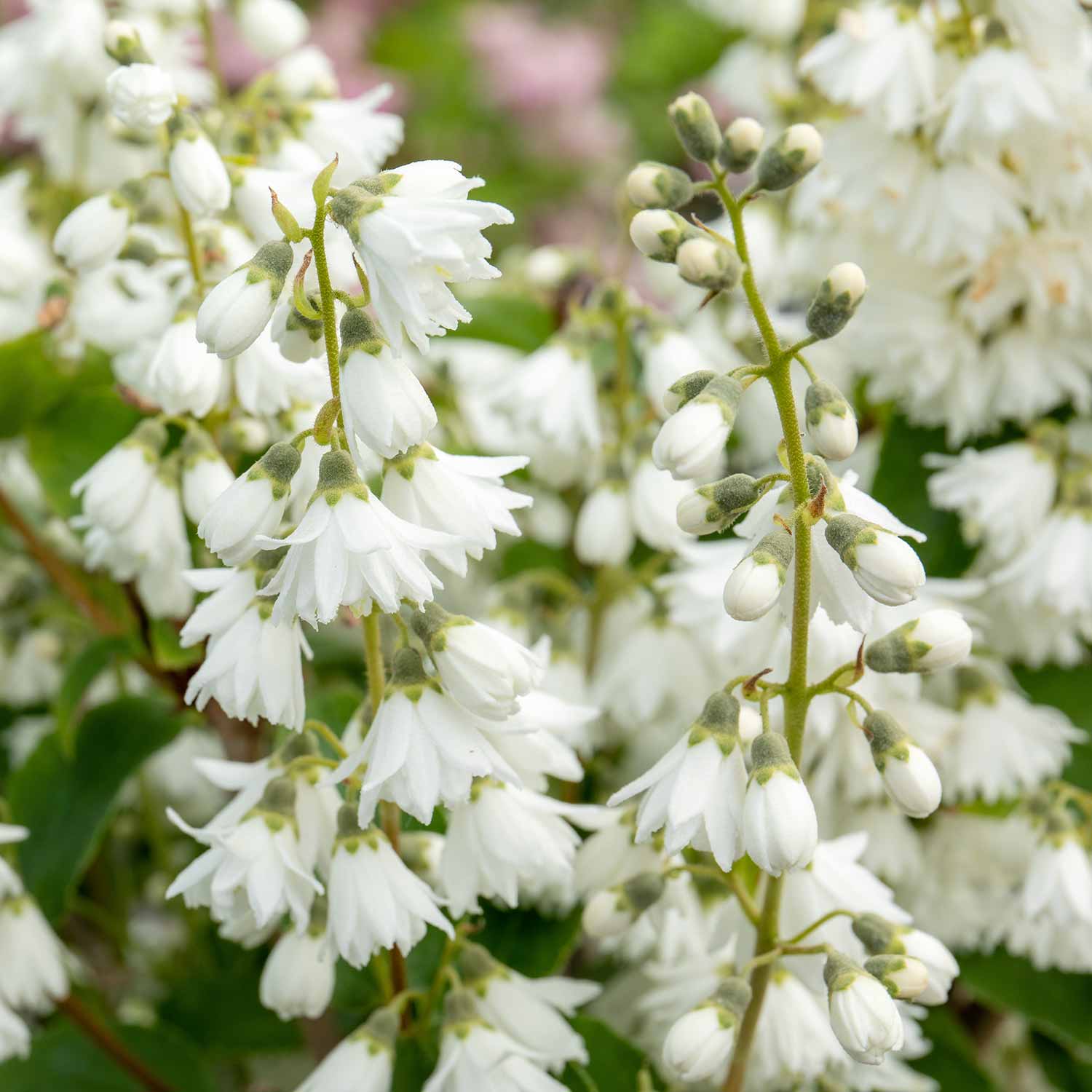 Deutzia 'Pride of Rochester' - 3Ltr Garden Ready Plant | Buy Deutzia ...