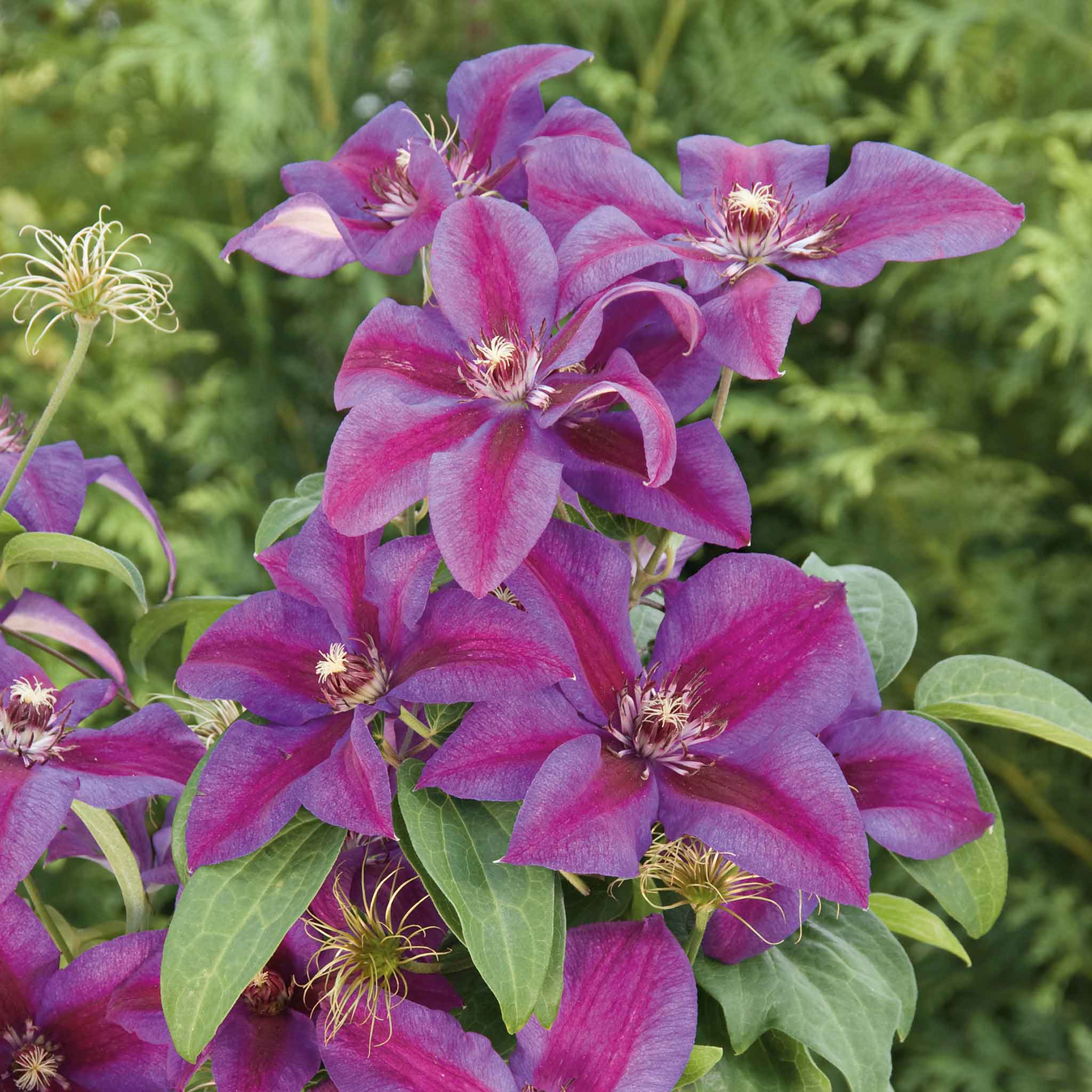 Clematis Plant 'Mrs Thompson' | Marshalls Garden