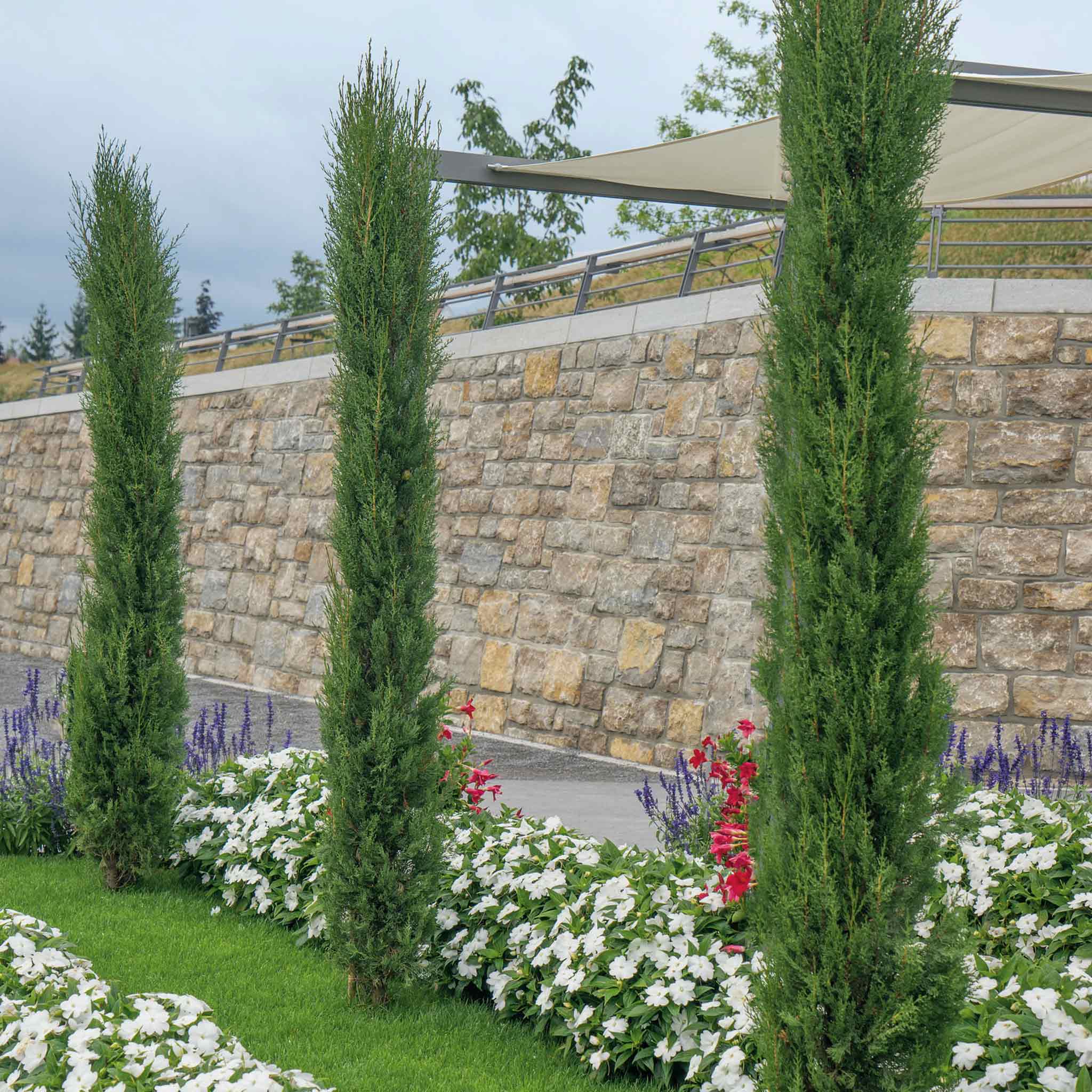 Italian Cypress Tree 'Totem' | Marshalls Garden