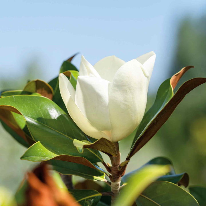 Magnolia 'Little Gem' - 15L Plant | Buy Magnolia Plants Online ...
