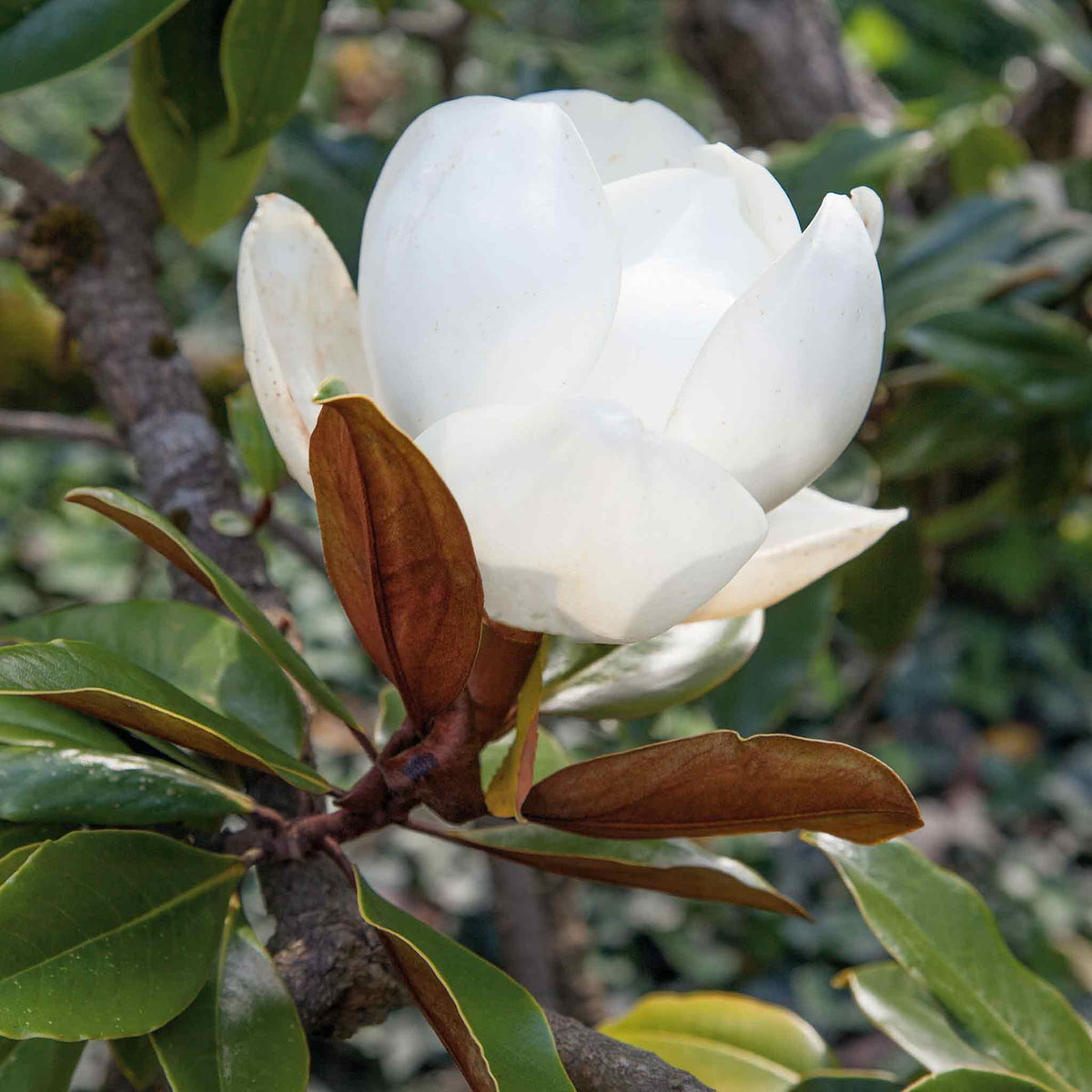 Magnolia 'Little Gem' - 15L Plant | Buy Magnolia Plants Online ...
