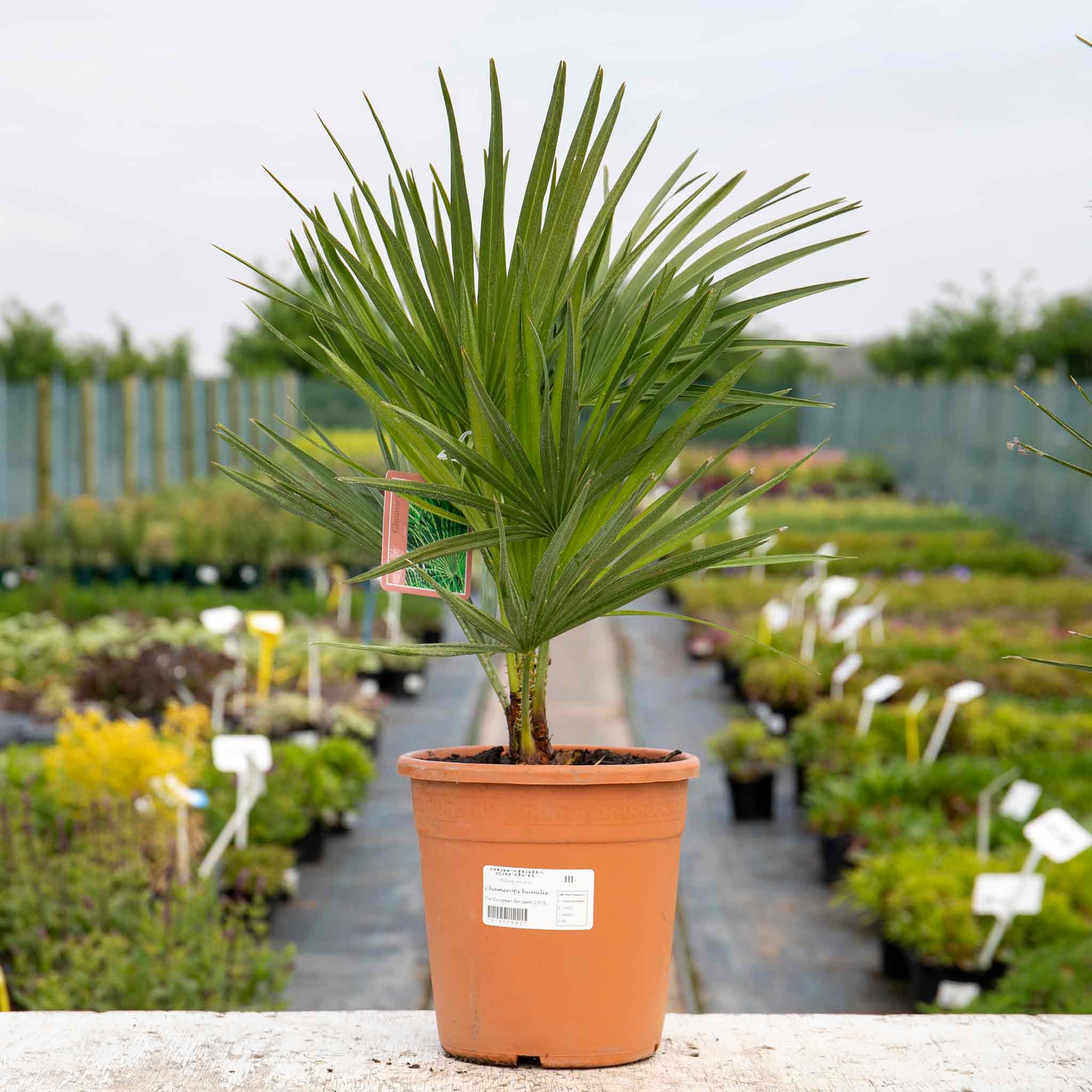 Chamaerops Humilis Palm Tree | Marshalls Garden