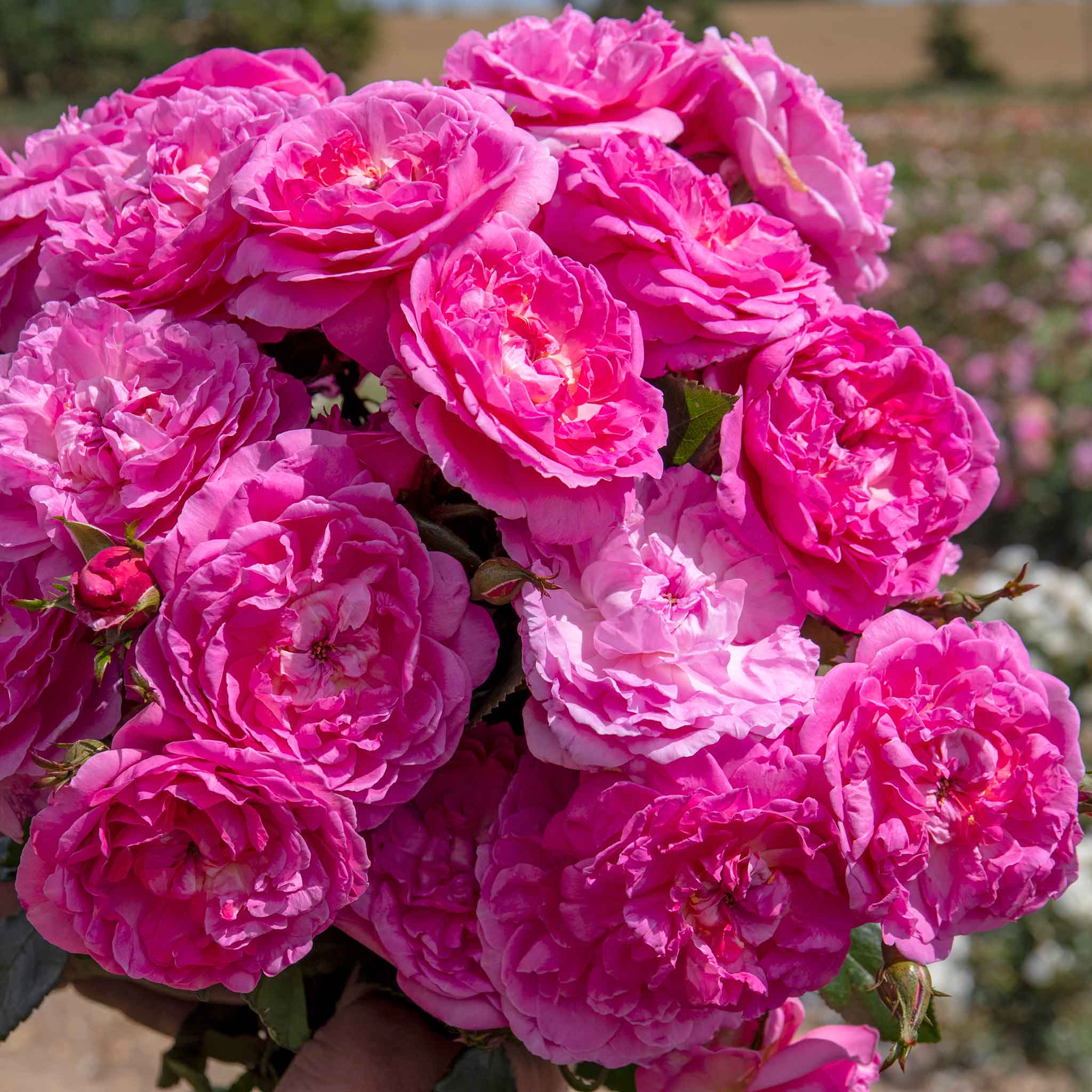 Rose Bush Plant 'Orchid Romantica' | Marshalls Garden