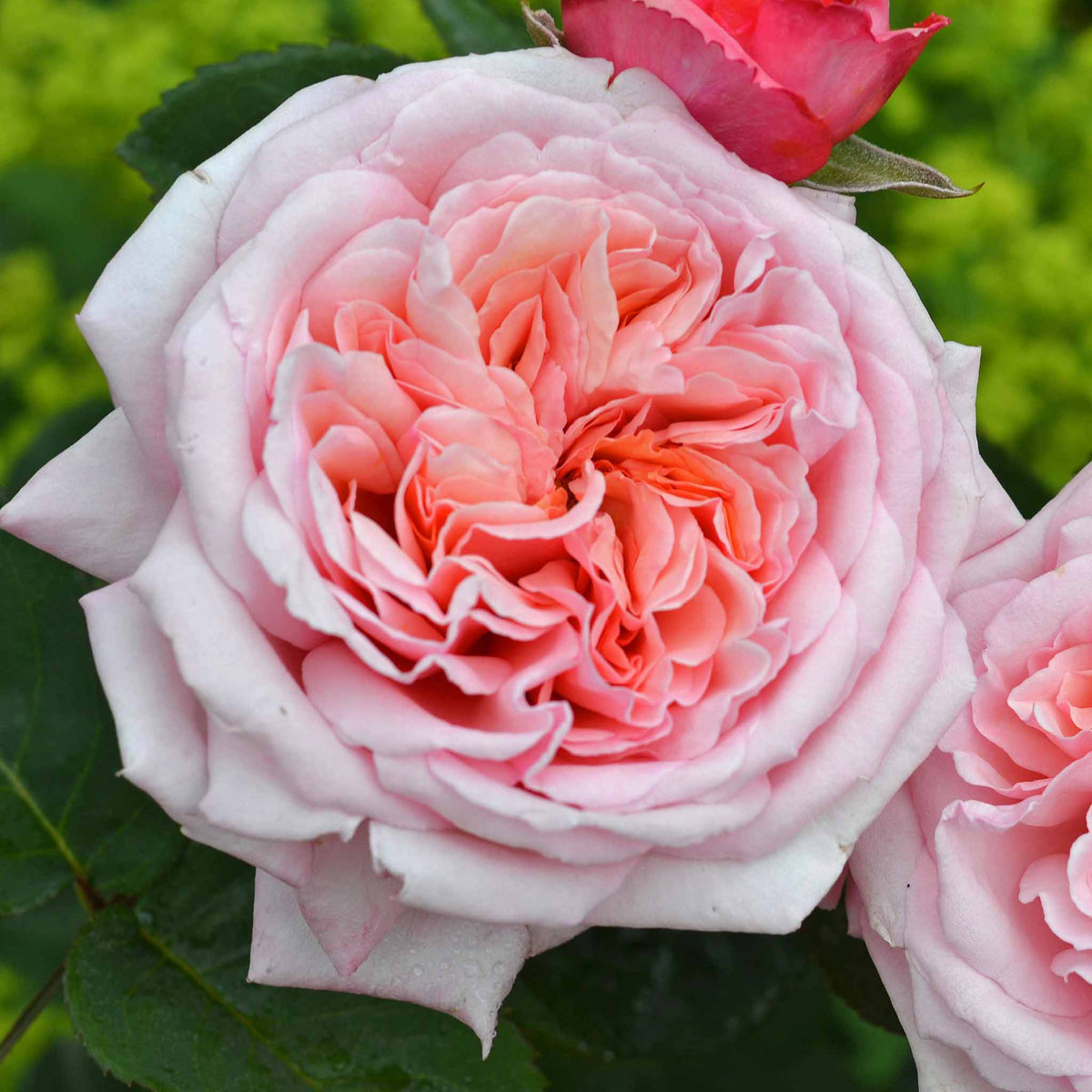 Rose 'Never Ending Story' - Bare Root | Buy Rose Plant Online | Rose ...