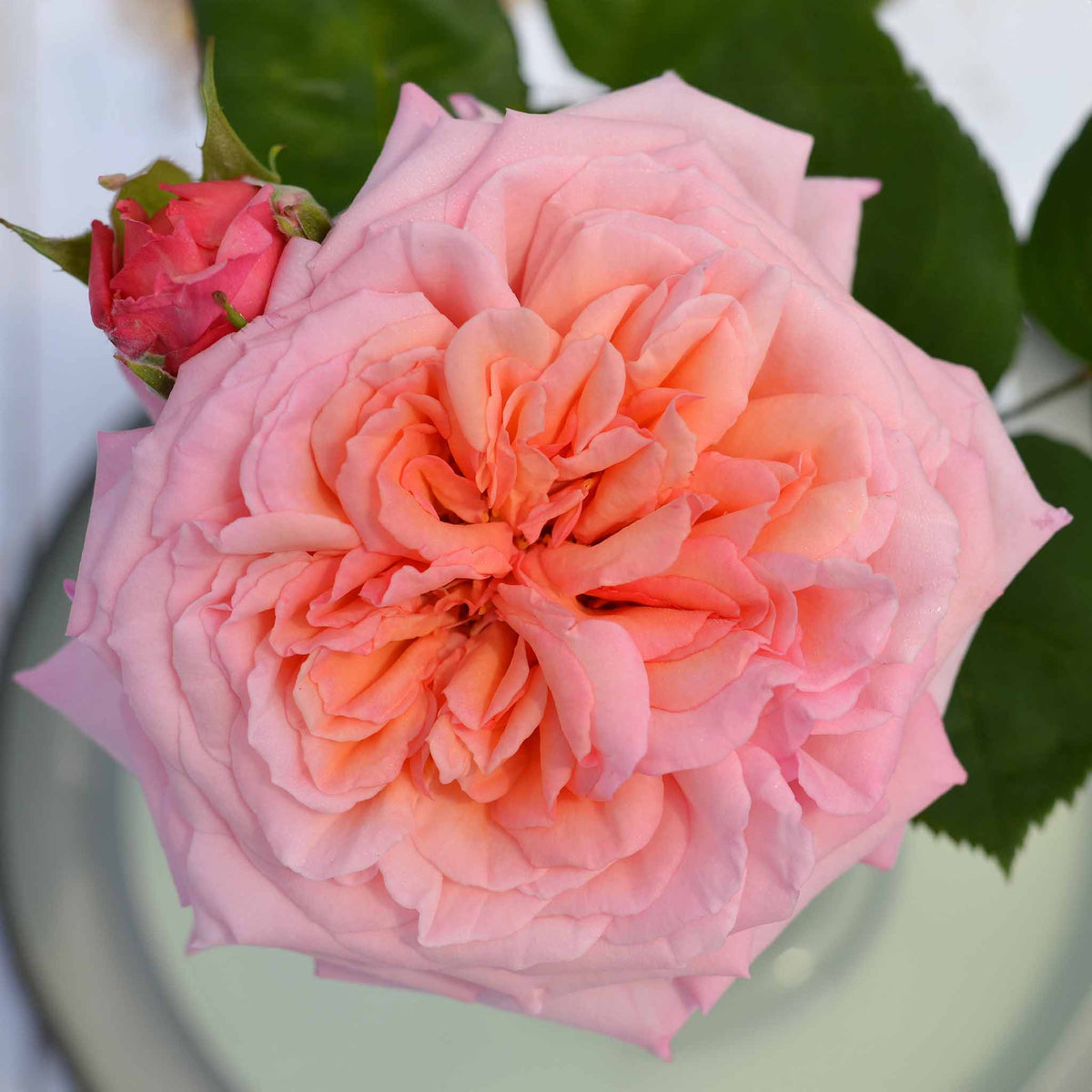 Rose 'Never Ending Story' - Bare Root | Buy Rose Plant Online | Rose ...