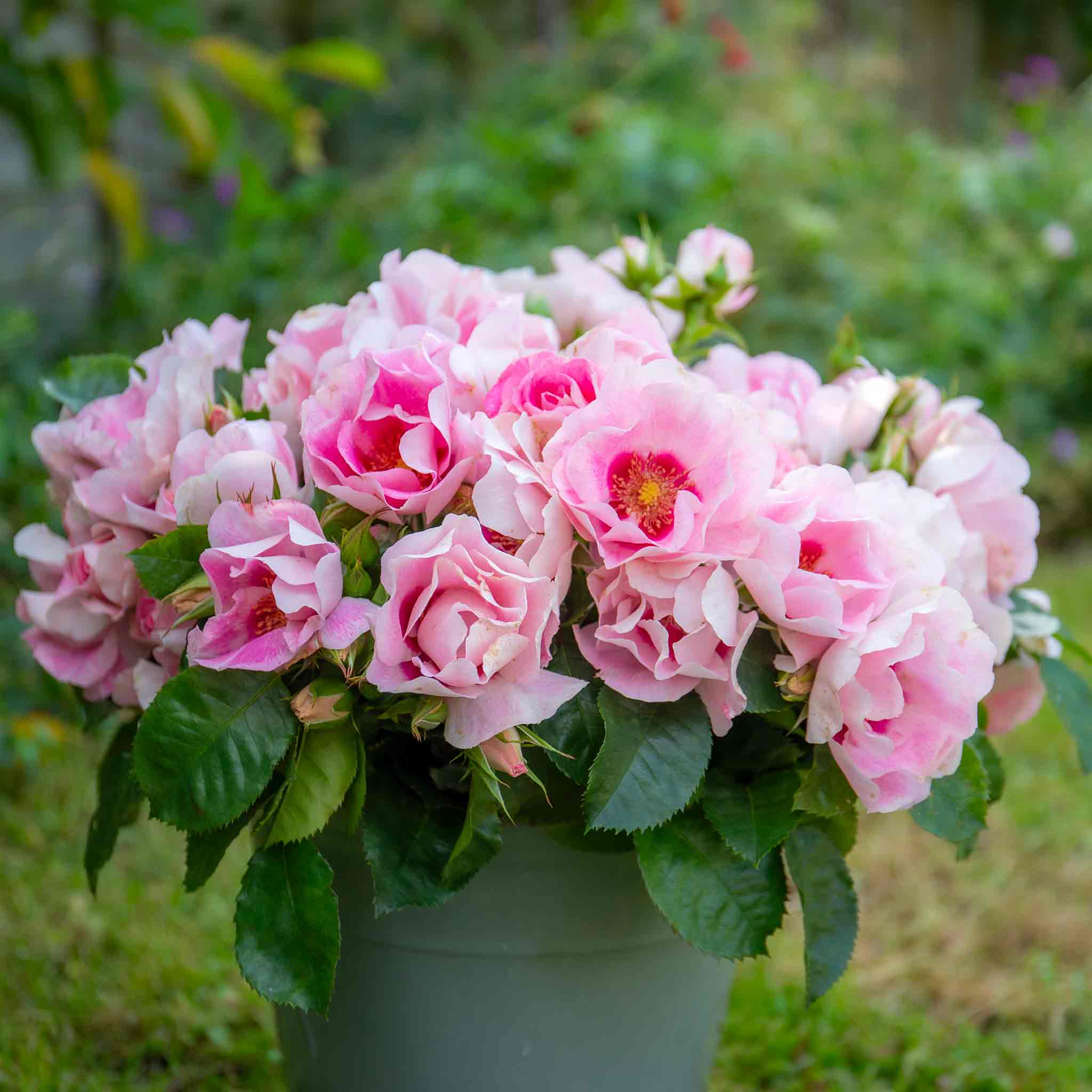 Rose Bush Plant 'See You In Rose'| Buy Rose Plants Online | Rose Plants ...