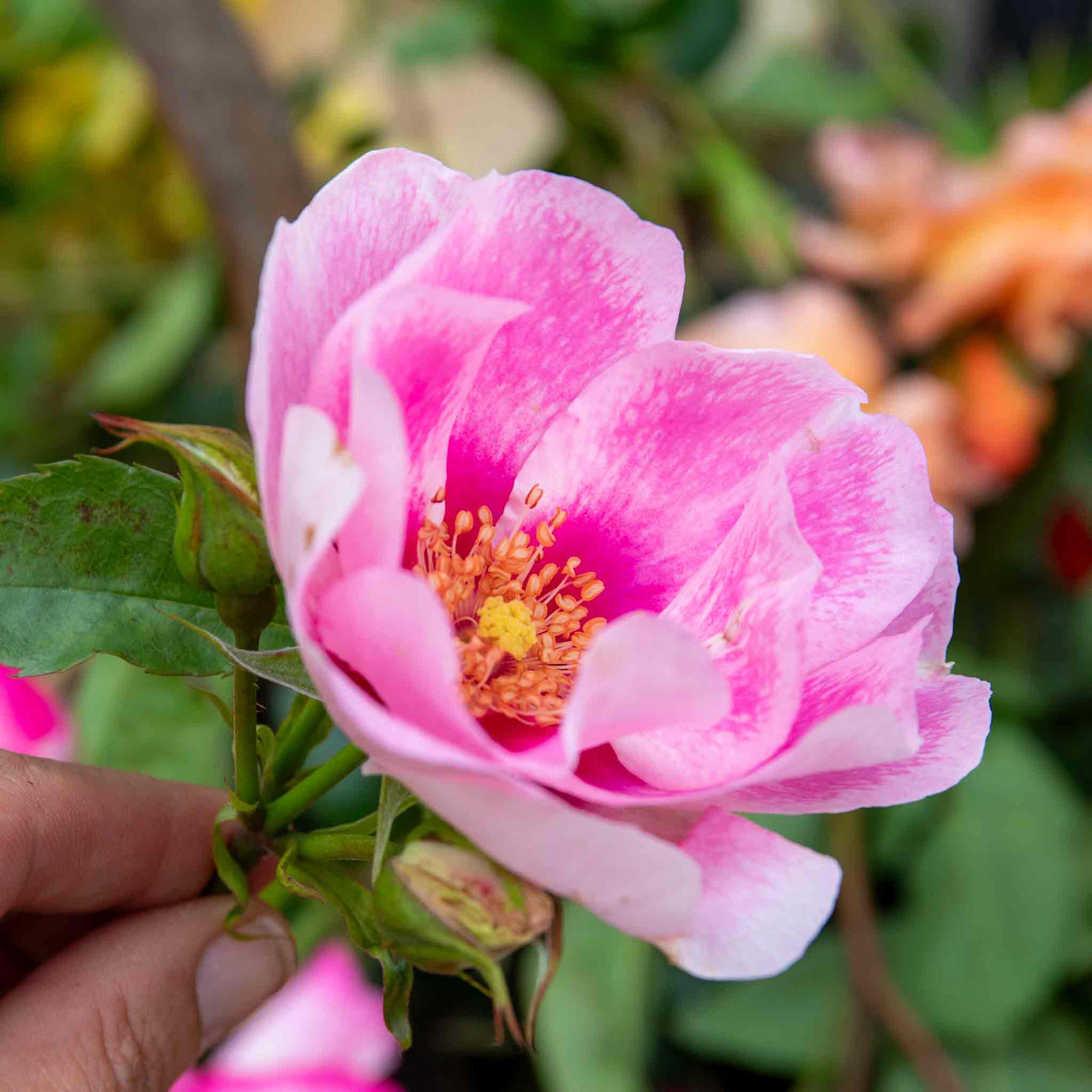 Persica Rose SEE YOU® In Rose | Buy Persica Rose Online | Persica Rose ...