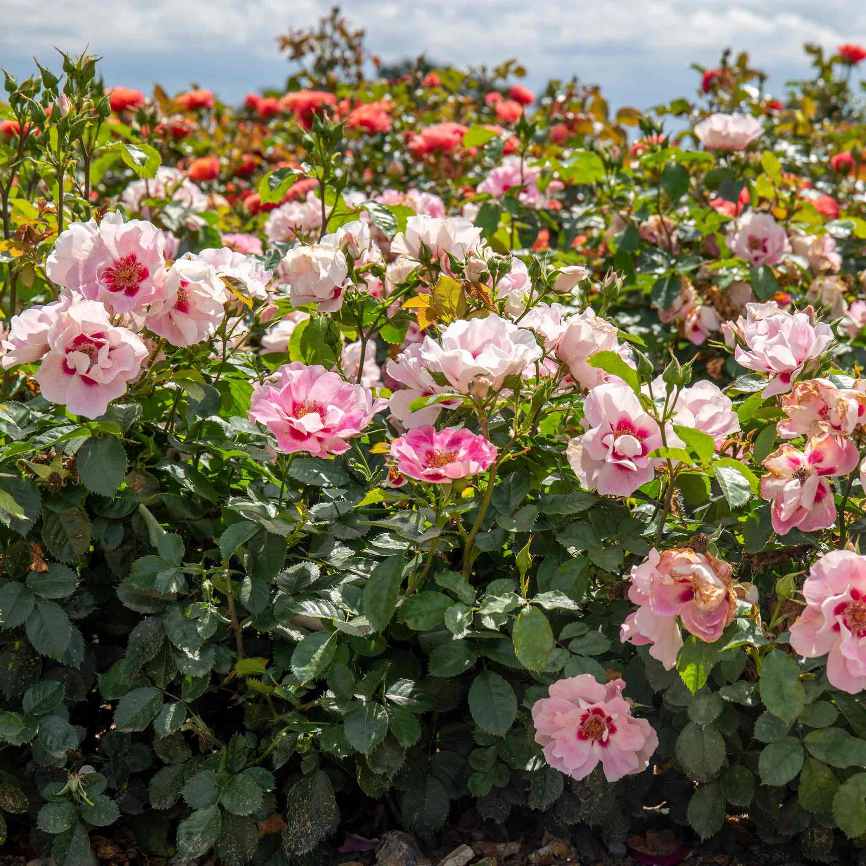 Rose Bush Plant 'See You In Rose'| Buy Rose Plants Online | Rose Plants ...