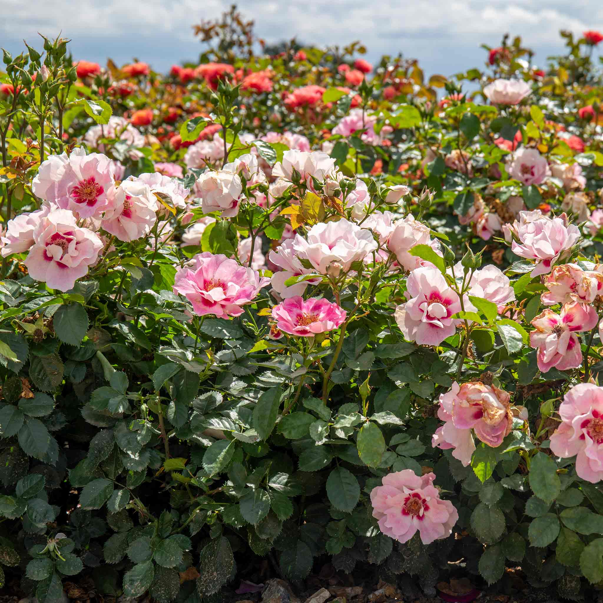 Persica Rose SEE YOU® In Rose | Buy Persica Rose Online | Persica Rose ...