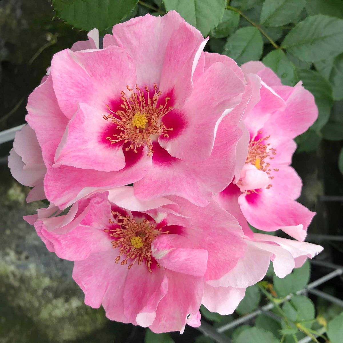 Persica Rose SEE YOU® In Rose | Buy Persica Rose Online | Persica Rose ...