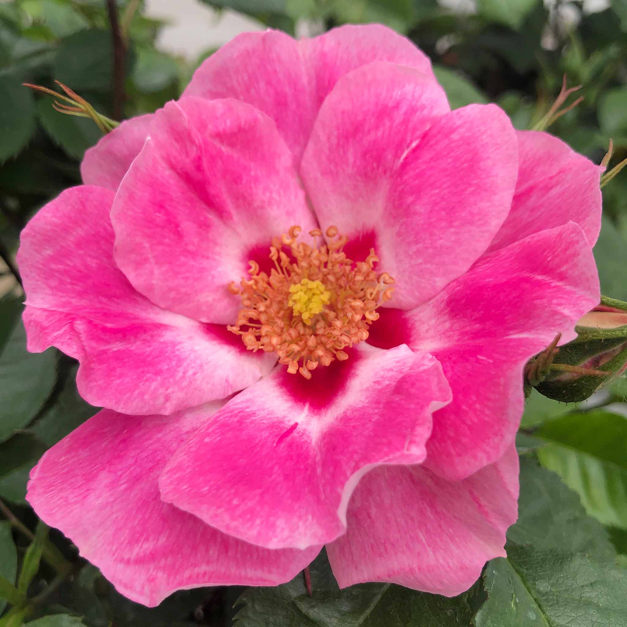 Rose Bush Plant 'SEE YOU In Rose' | Marshalls Garden
