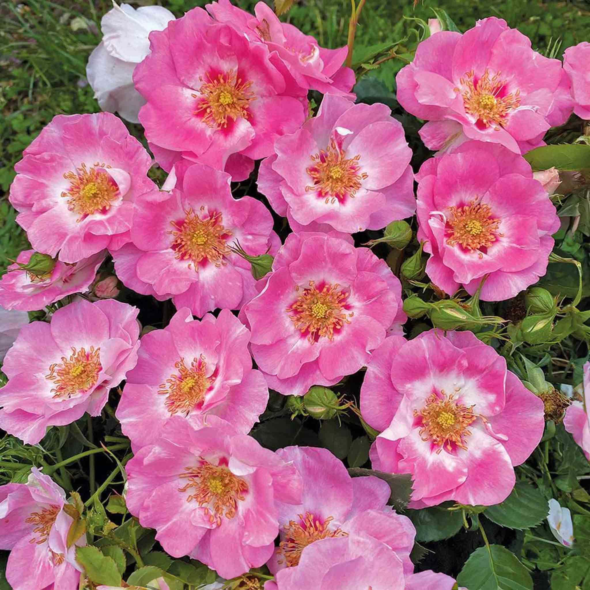 Marshalls Garden: Buy Plants, Seeds, Vegetables & Garden Equipment