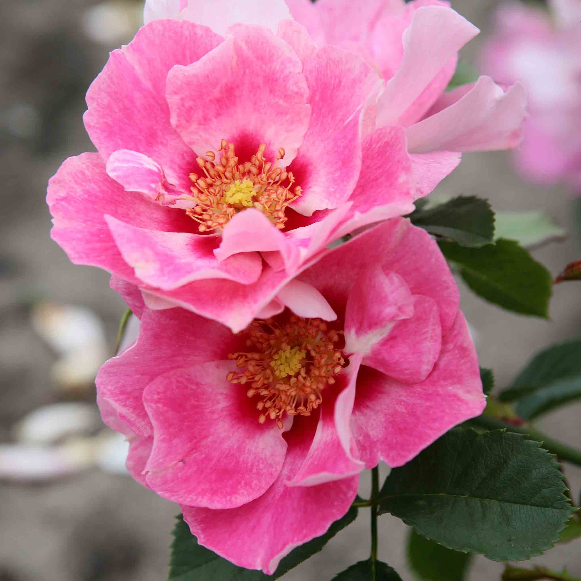 Marshalls Garden: Buy Plants, Seeds, Vegetables & Garden Equipment