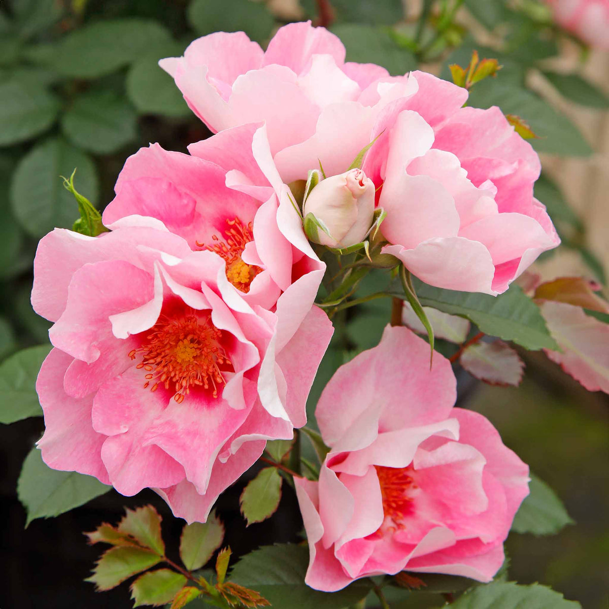 Persica Rose SEE YOU® In Rose | Buy Persica Rose Online | Persica Rose ...