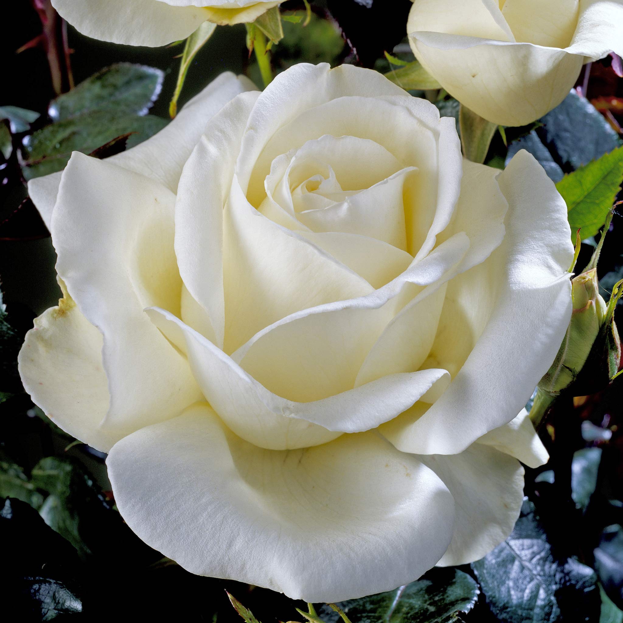 Rose Bush Plant 'Silver Anniversary' | Marshalls Garden