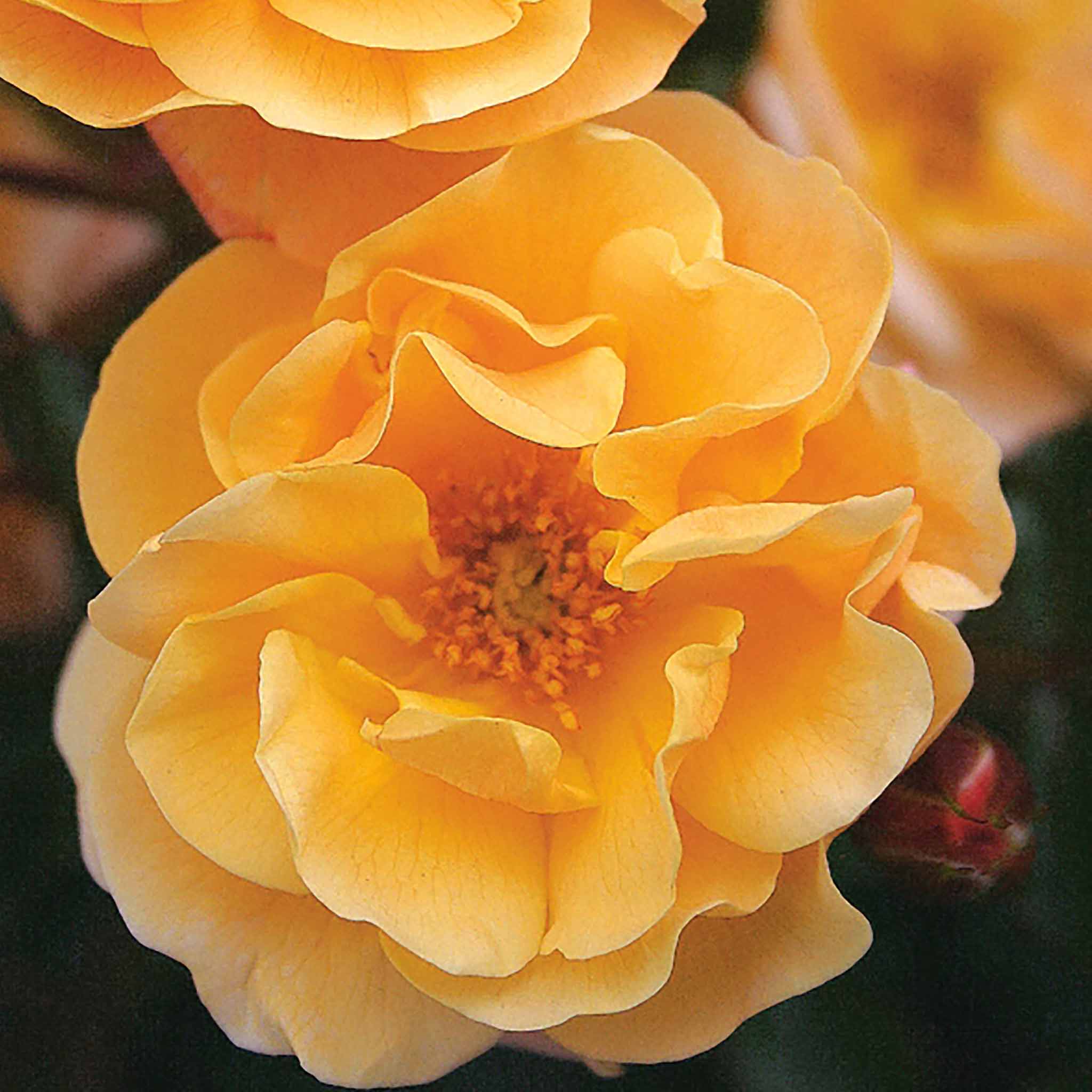 Rose Bush Plant 'Flower Carpet Amber' | Marshalls Garden