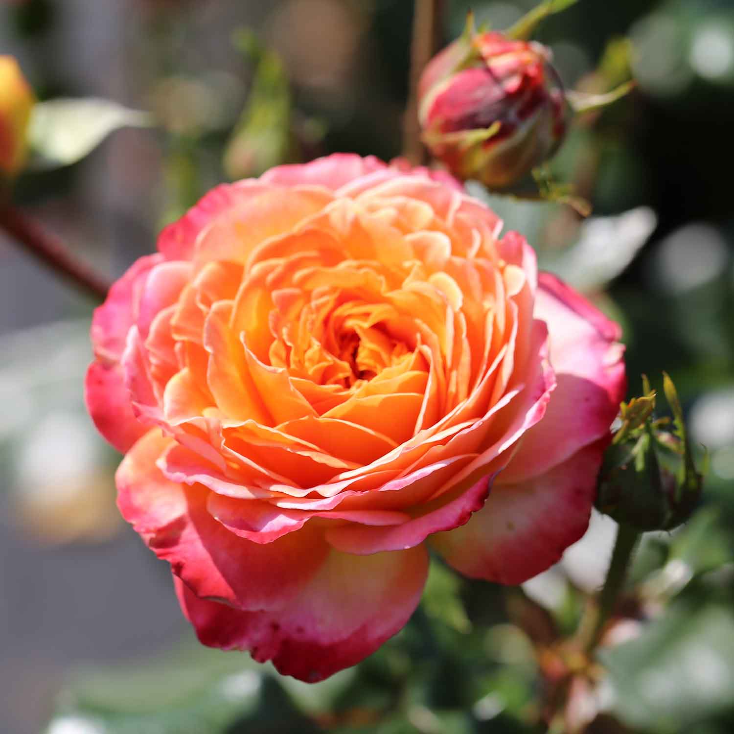 Rose Bush Plant 'Meteor' | Marshalls Garden