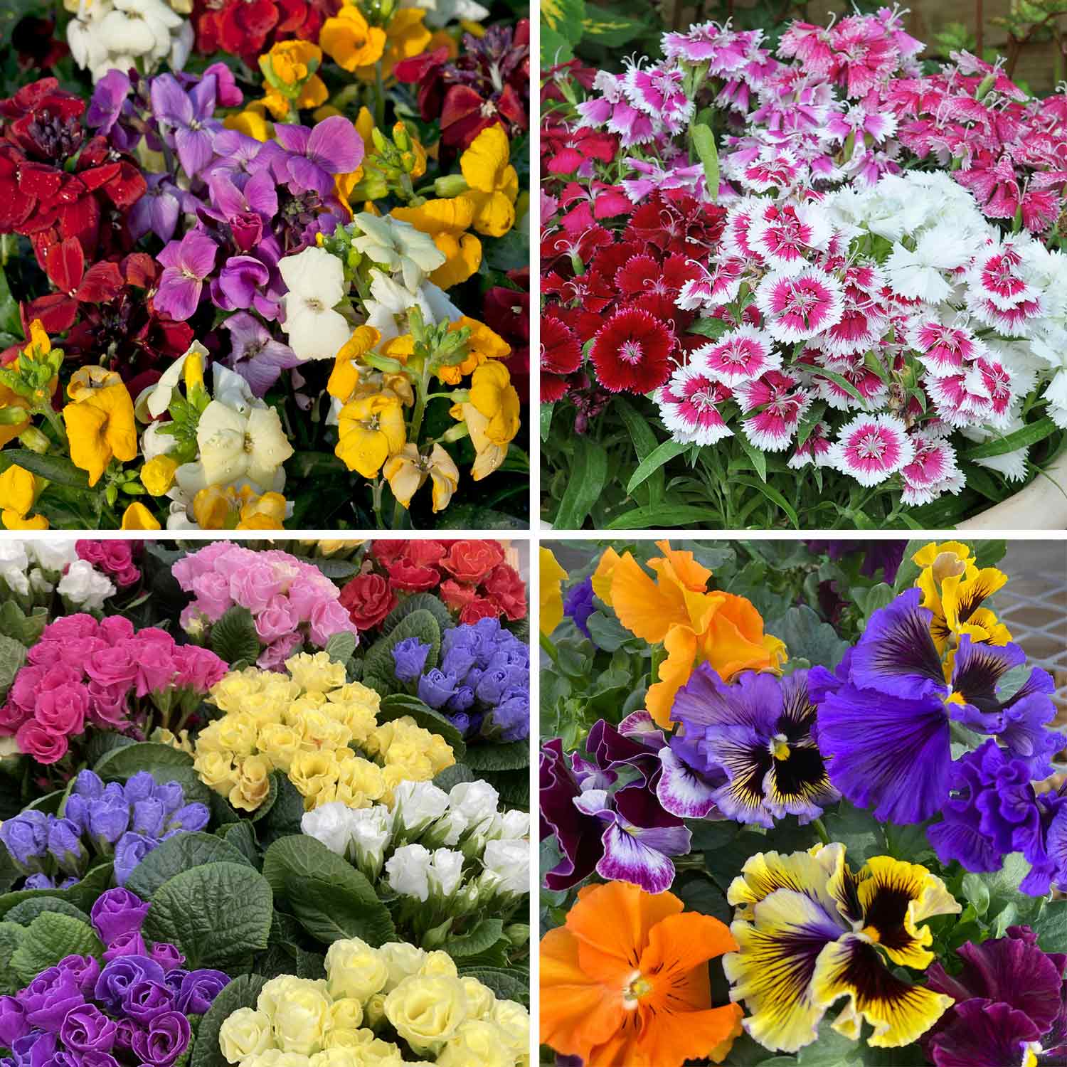 Marshalls 'Winter and Spring Bedding' Plant | Marshalls Garden
