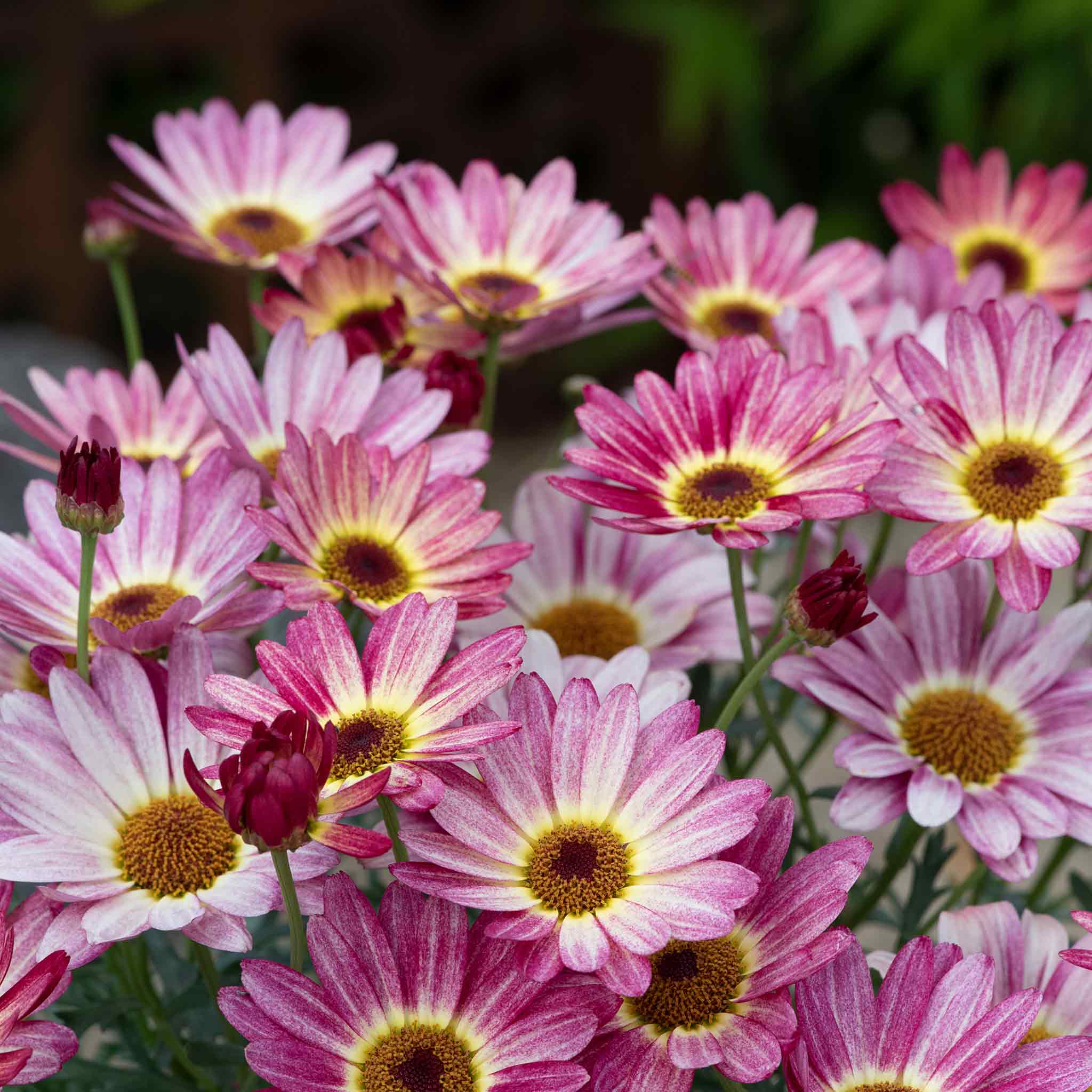 Argyranthemum Plant 'Grandaisy Multicolour Rose Red' | Marshalls Garden