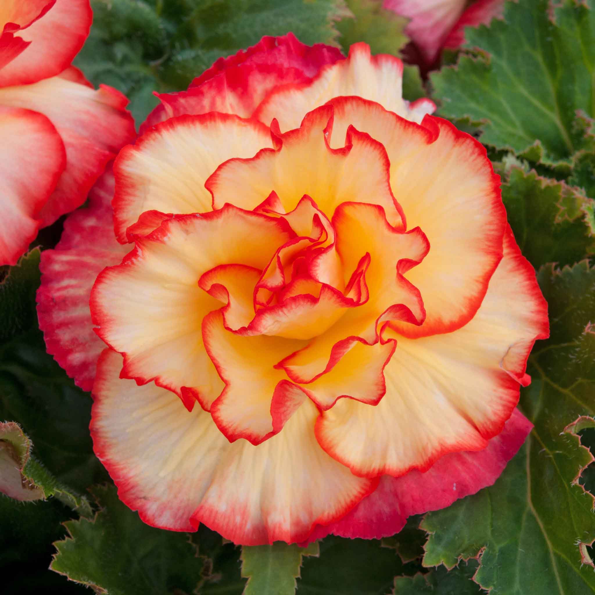Begonia Plant 'Majestic Sunburst' | Marshalls Garden