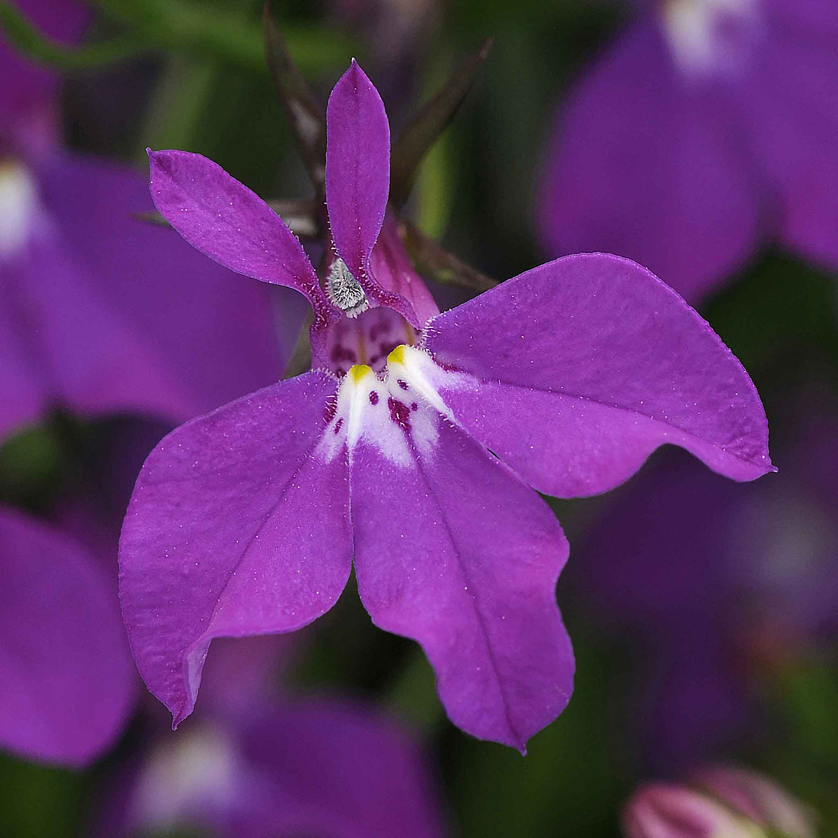 Marshalls Garden Lobelia Plants Waterfall Selection | Buy Lobelia ...