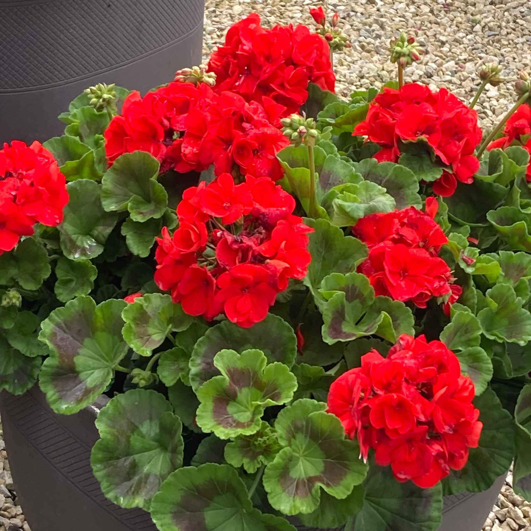 Geranium Plant 'Palladium Best Red F1' | Marshalls Garden