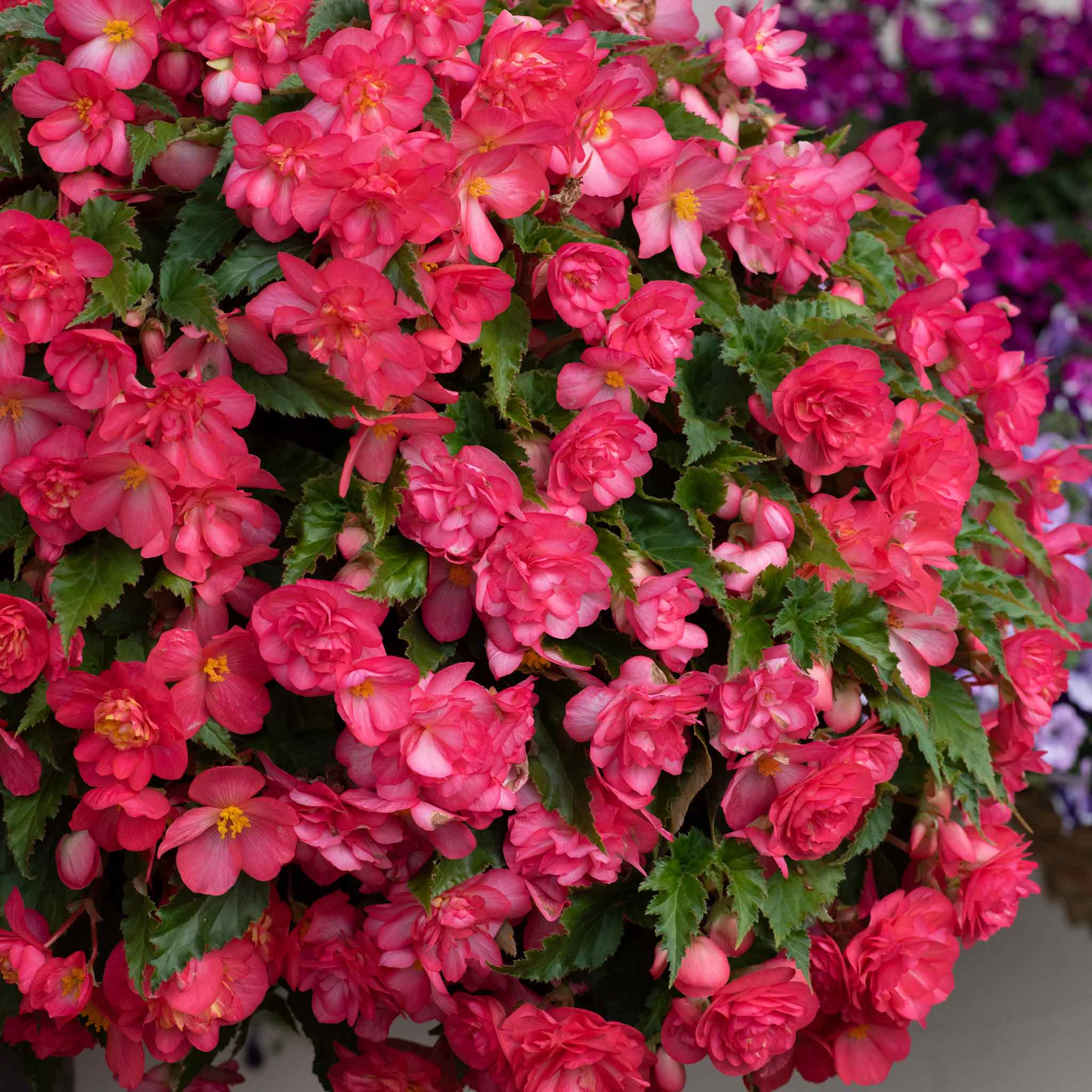 Begonia Plant 'Non-Stop Joy Rose Picotee' | Marshalls Garden