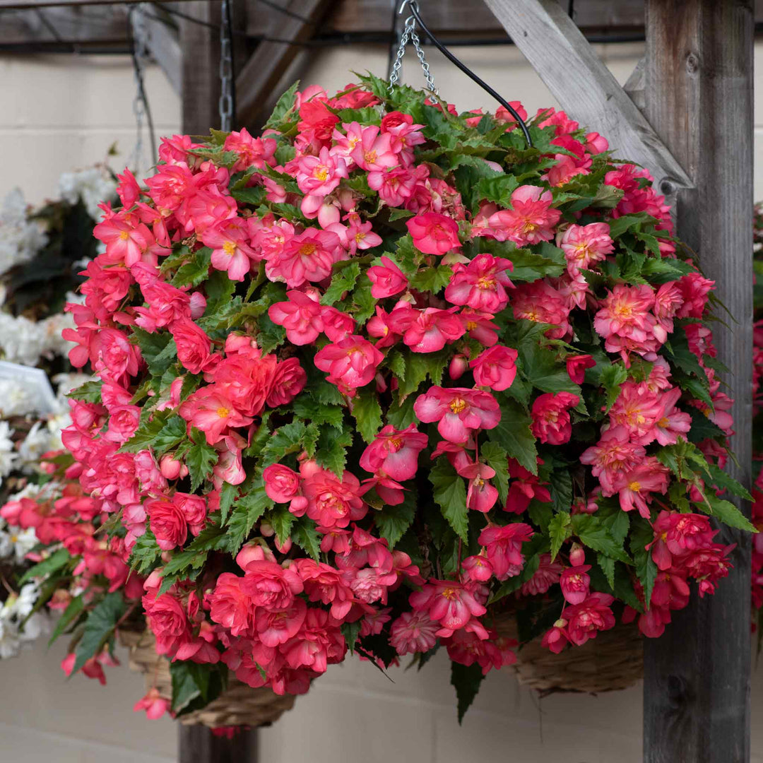 Begonia 'Non-Stop Joy Rose Picotee' - 12 Garden Ready Plugs | Buy ...