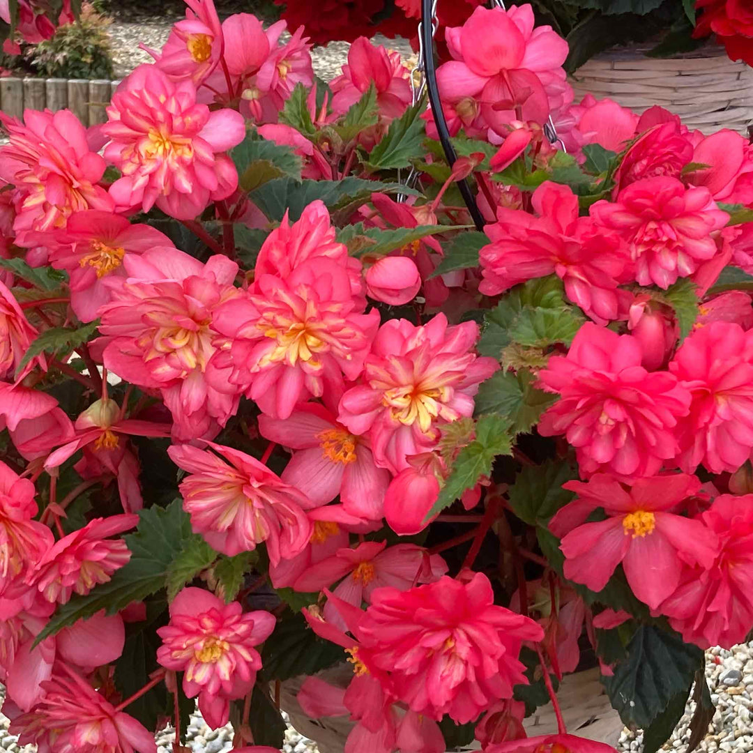 Begonia 'Non-Stop Joy Rose Picotee' - 12 Garden Ready Plugs | Buy ...