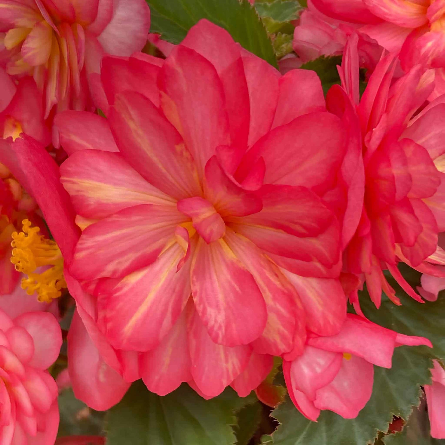 Begonia 'Non-Stop Joy Rose Picotee' - 12 Garden Ready Plugs | Buy Begonia Plants Online ...