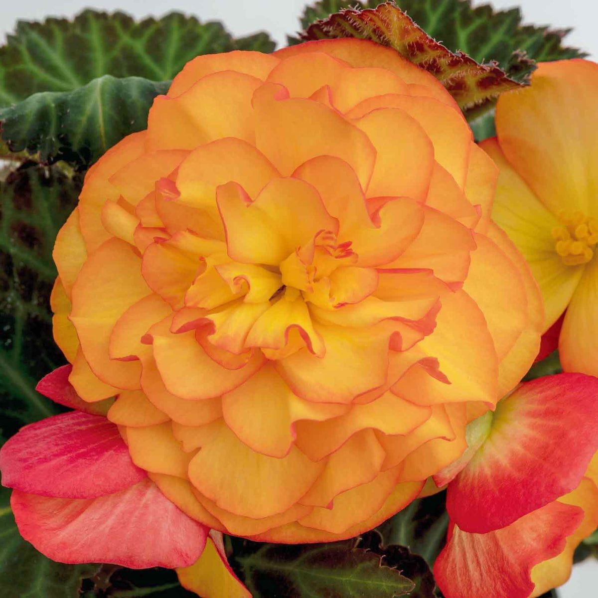 Begonia Plant 'Non-Stop Fire' | Buy Begonia Plants Online | Summer ...