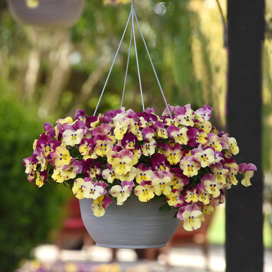 Pansy 'Cool Wave Raspberry Swirl' Garden Ready Plants | Buy Pansy ...