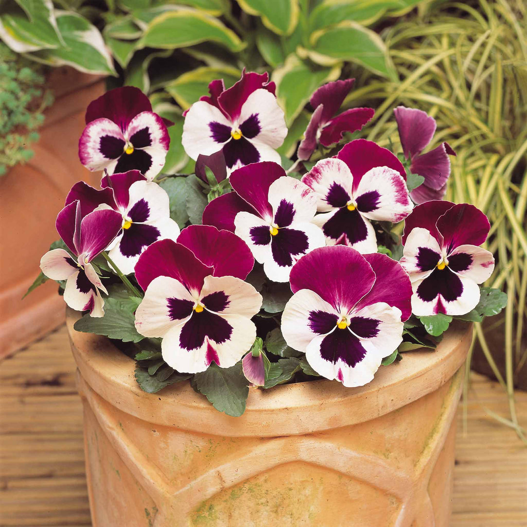 Pansy 'Matrix Cassis' - 12 Garden Ready Plants | Buy Pansy Plants ...