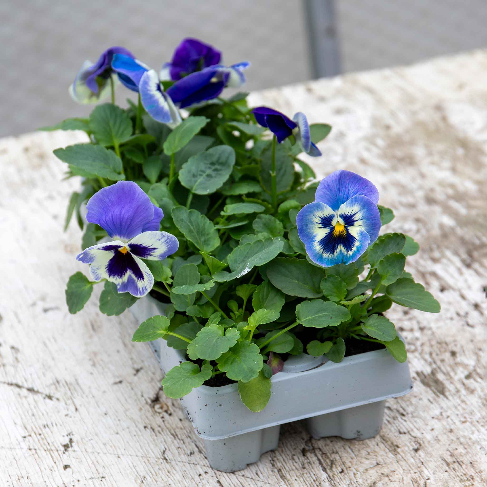 Pansy Plant 'Matrix Marina' | Buy Pansy Plants Online | Pansy Plants ...